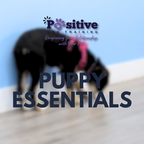 Group Classes — Click Pawsitive