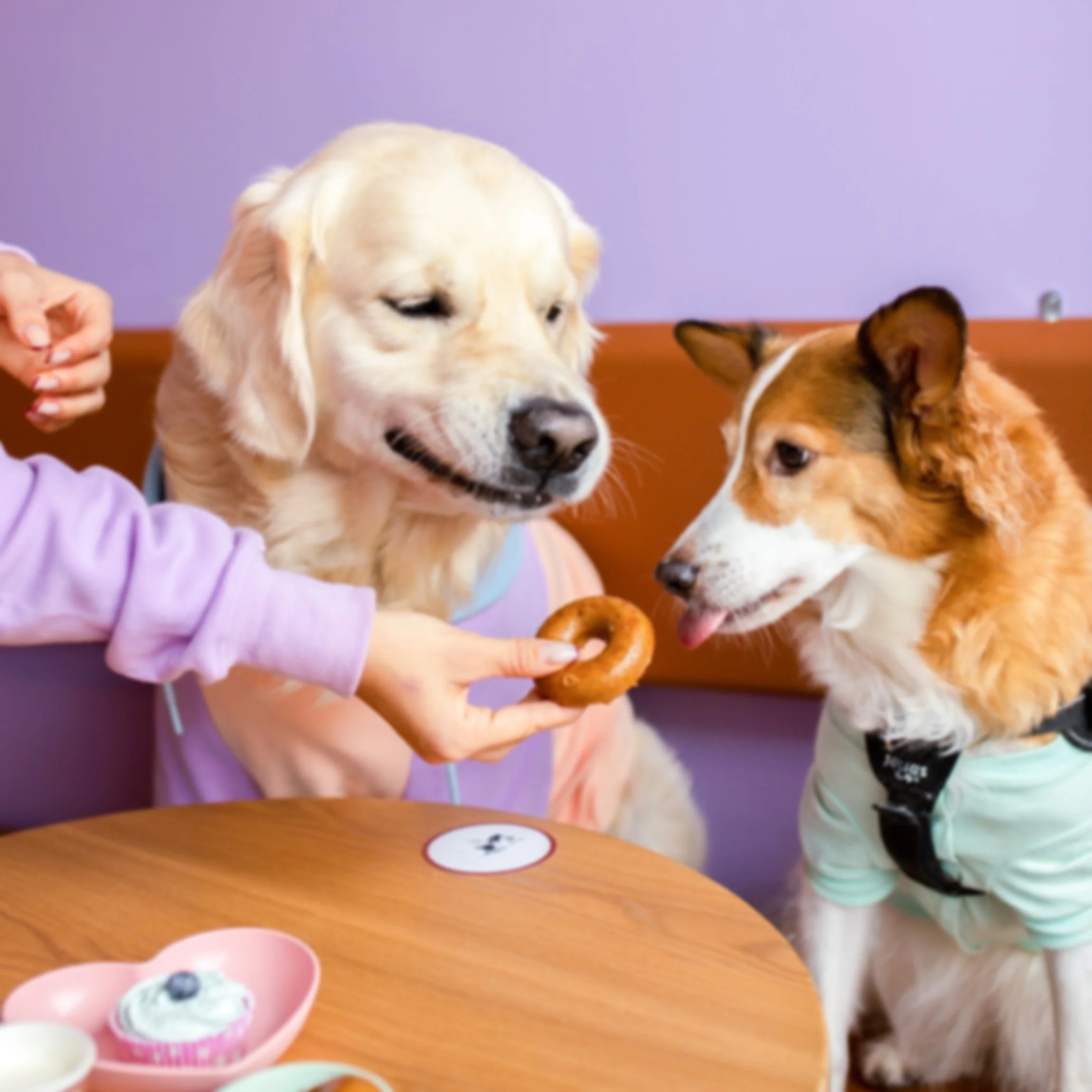 Woof and Me