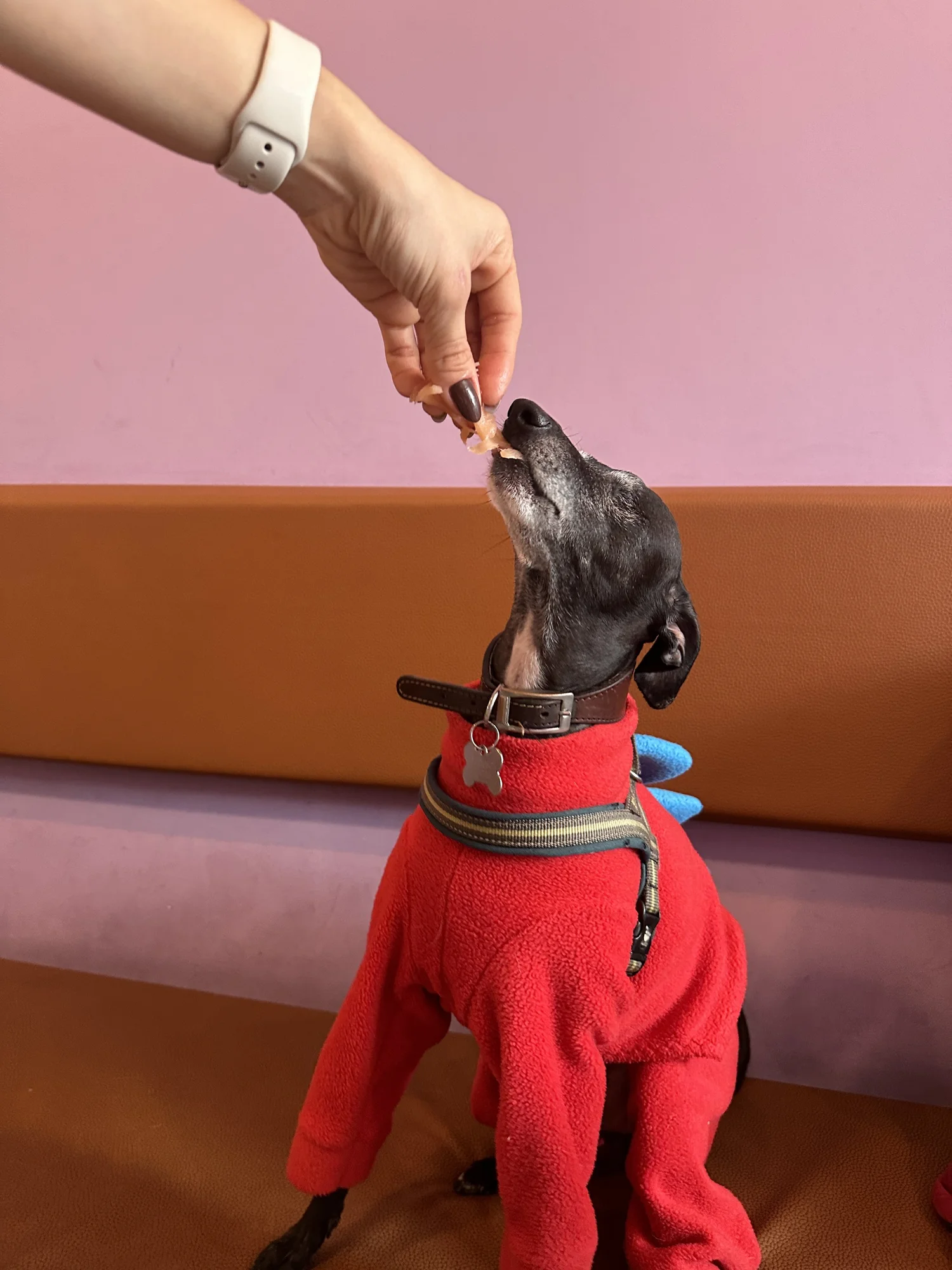 Woof & Me . dog [friendly] café