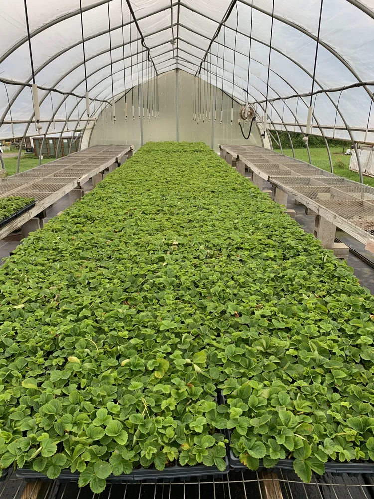 We Grow Our Own — One Straw Farm