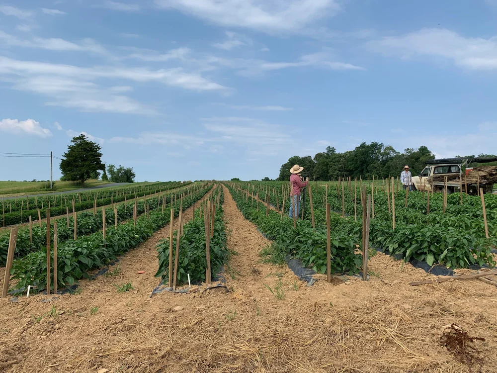 Crop Calendar — One Straw Farm