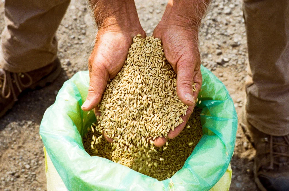 Growing Rice in New Jersey: The Story of Blue Moon Acres — Eleven ...