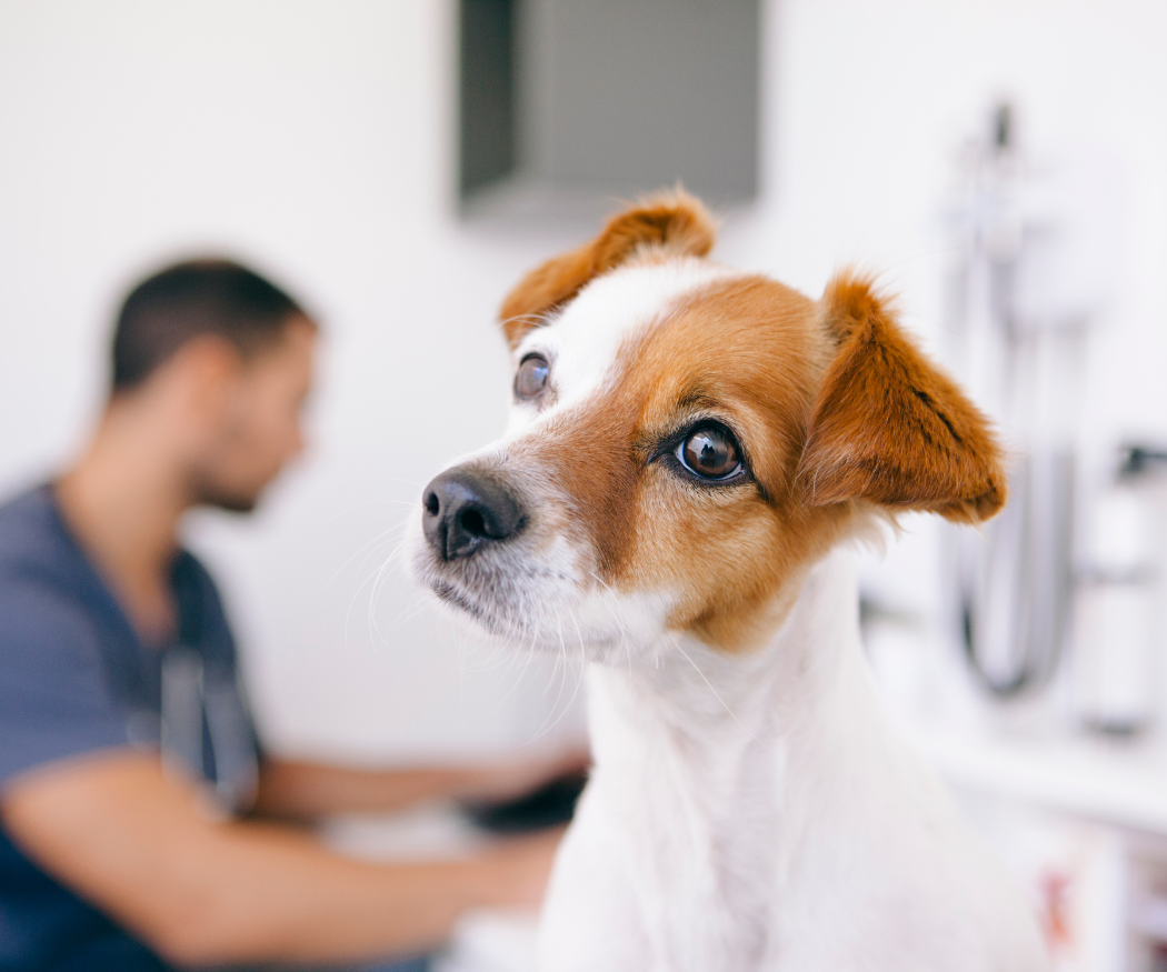 Animal Health Venture Investments | Veterinary Angel Network for ...