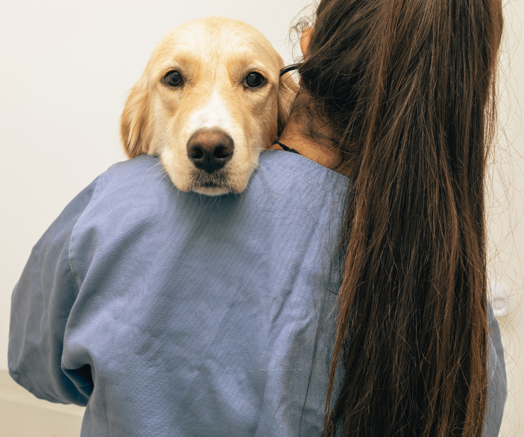 Become a Member | Veterinary Angel Network for Entrepreneurs (VANE) — VANE