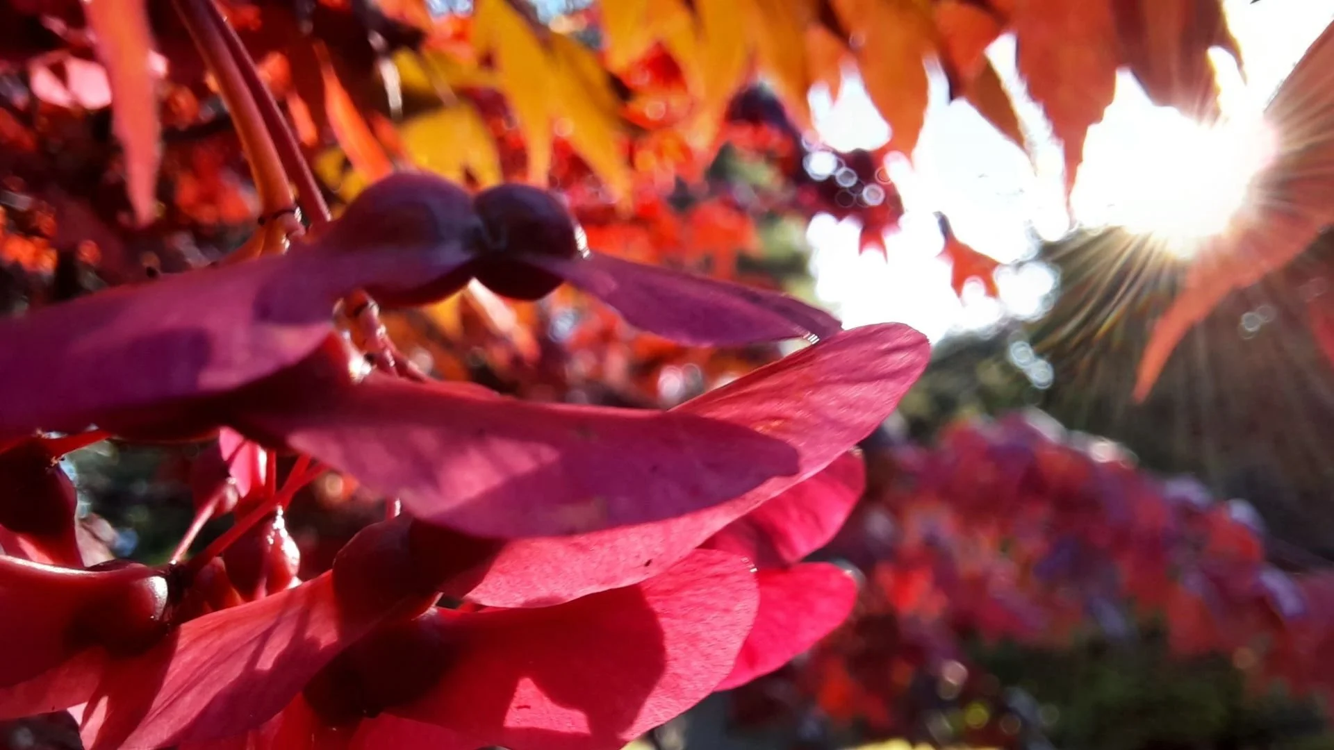 Findhorn Foundation SCIO — Evolving the Educational Impulse — Findhorn ...
