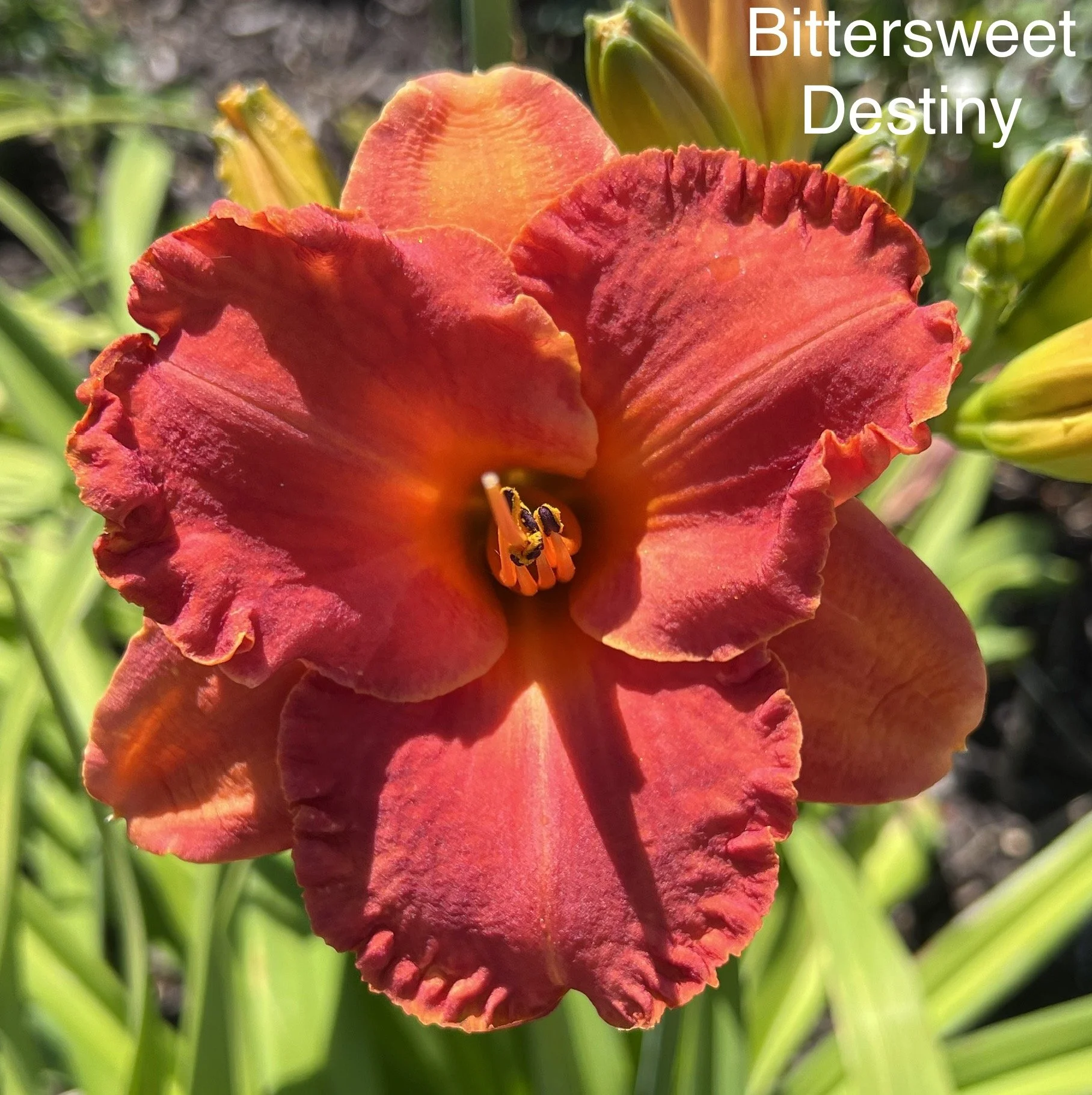 Bittersweet Destiny — Color Your World Daylily Farm