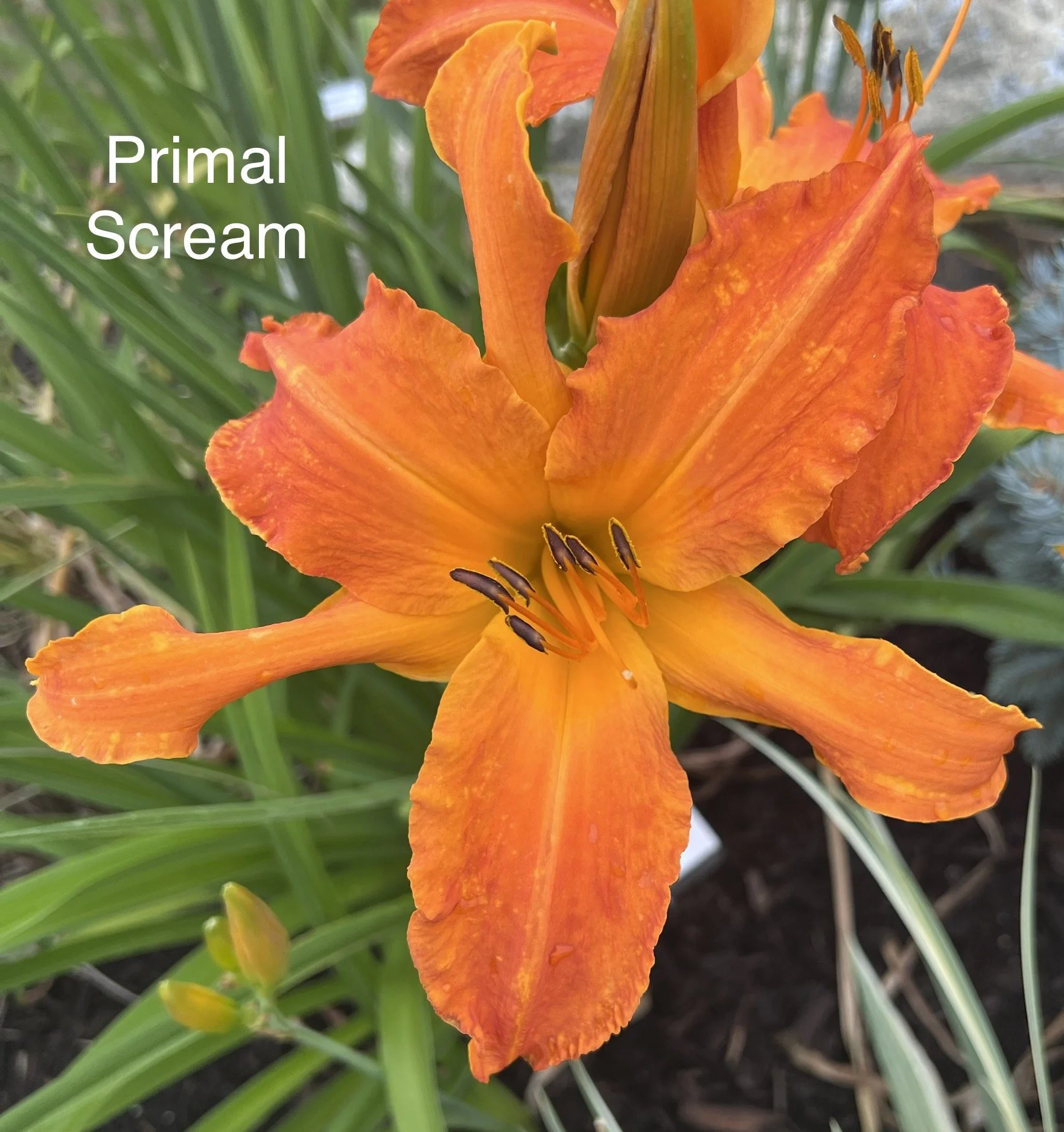 Primal Scream — Color Your World Daylily Farm