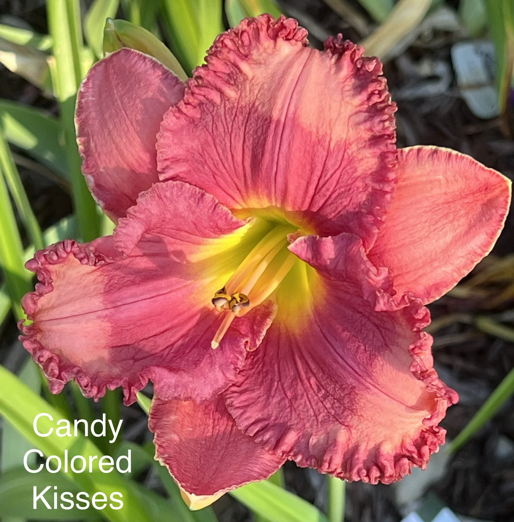 Candy Colored Kisses — Color Your World Daylily Farm