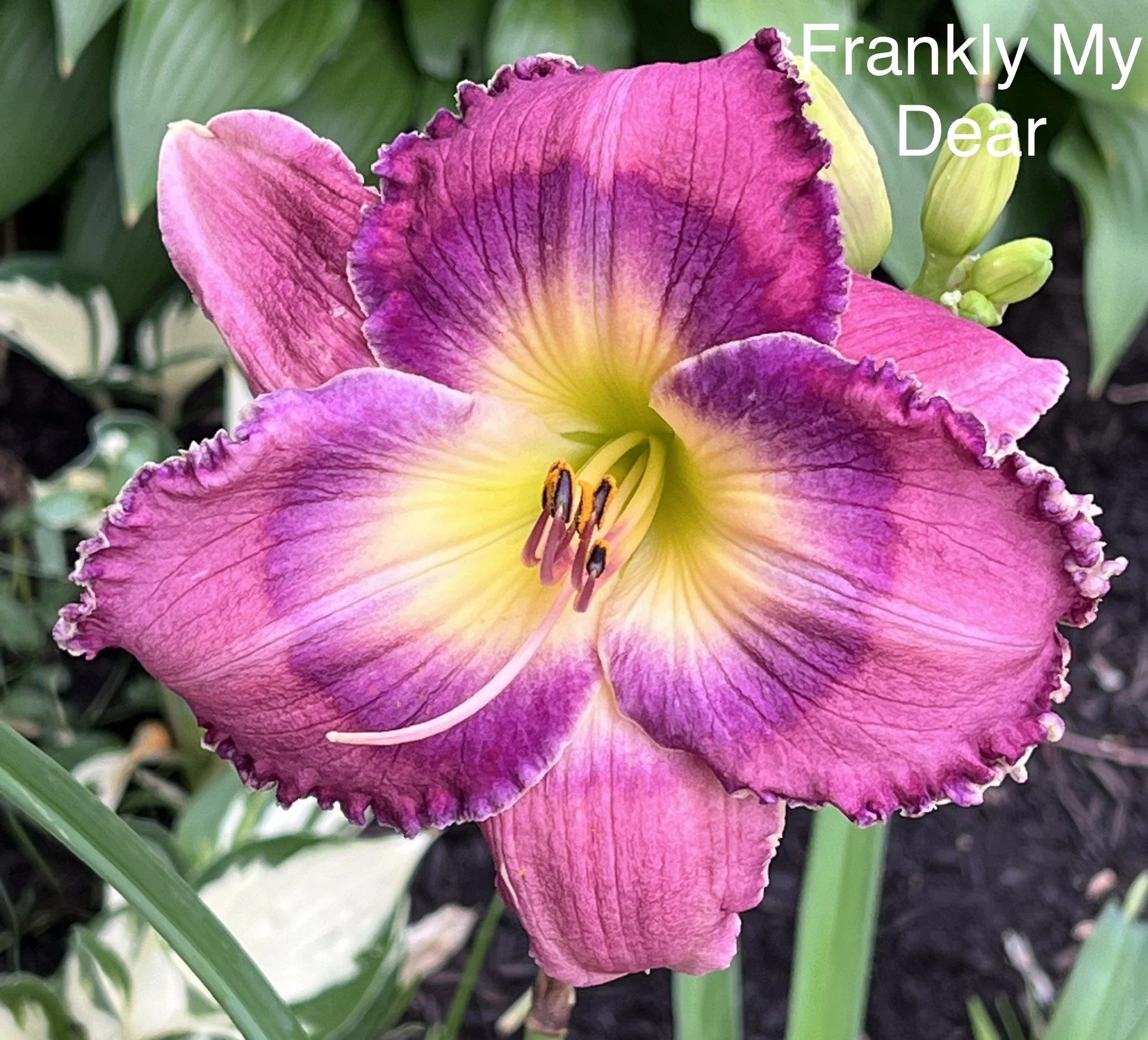 Frankly My Dear — Color Your World Daylily Farm