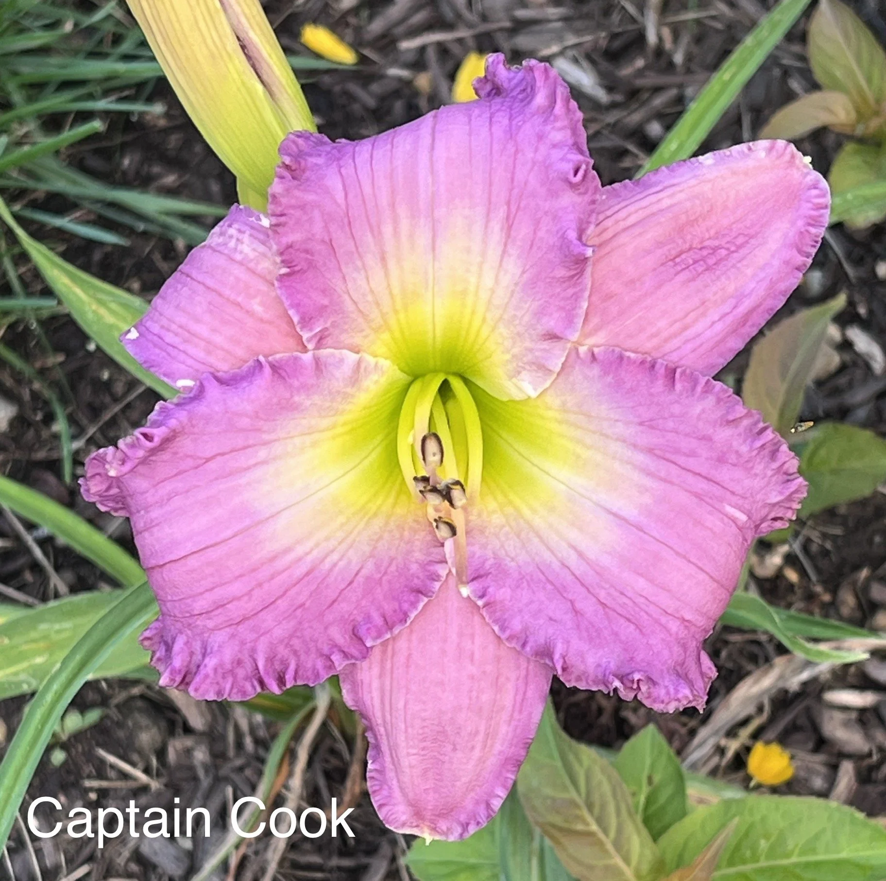 Captain Cook — Color Your World Daylily Farm