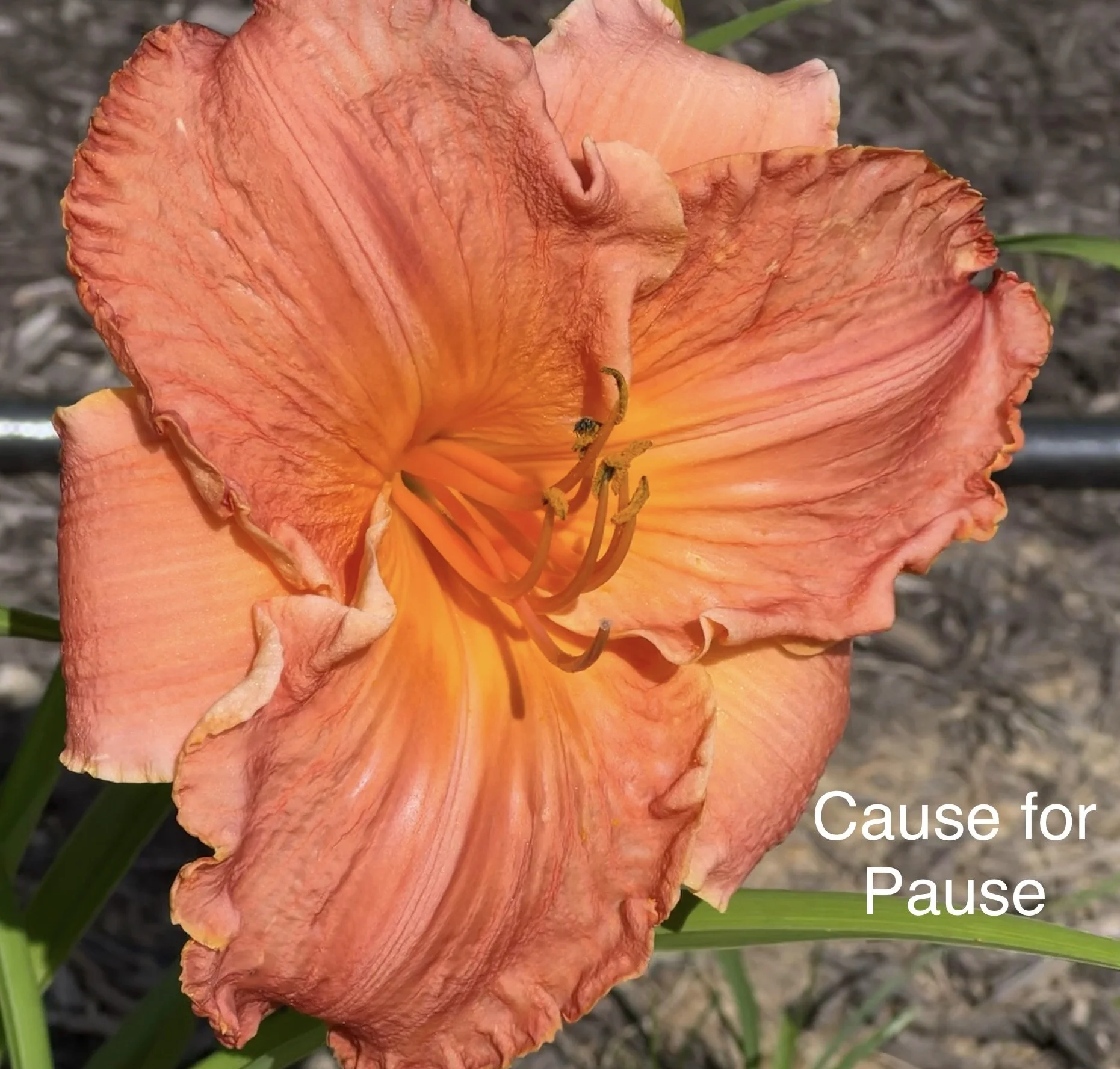 Cause for Pause — Color Your World Daylily Farm