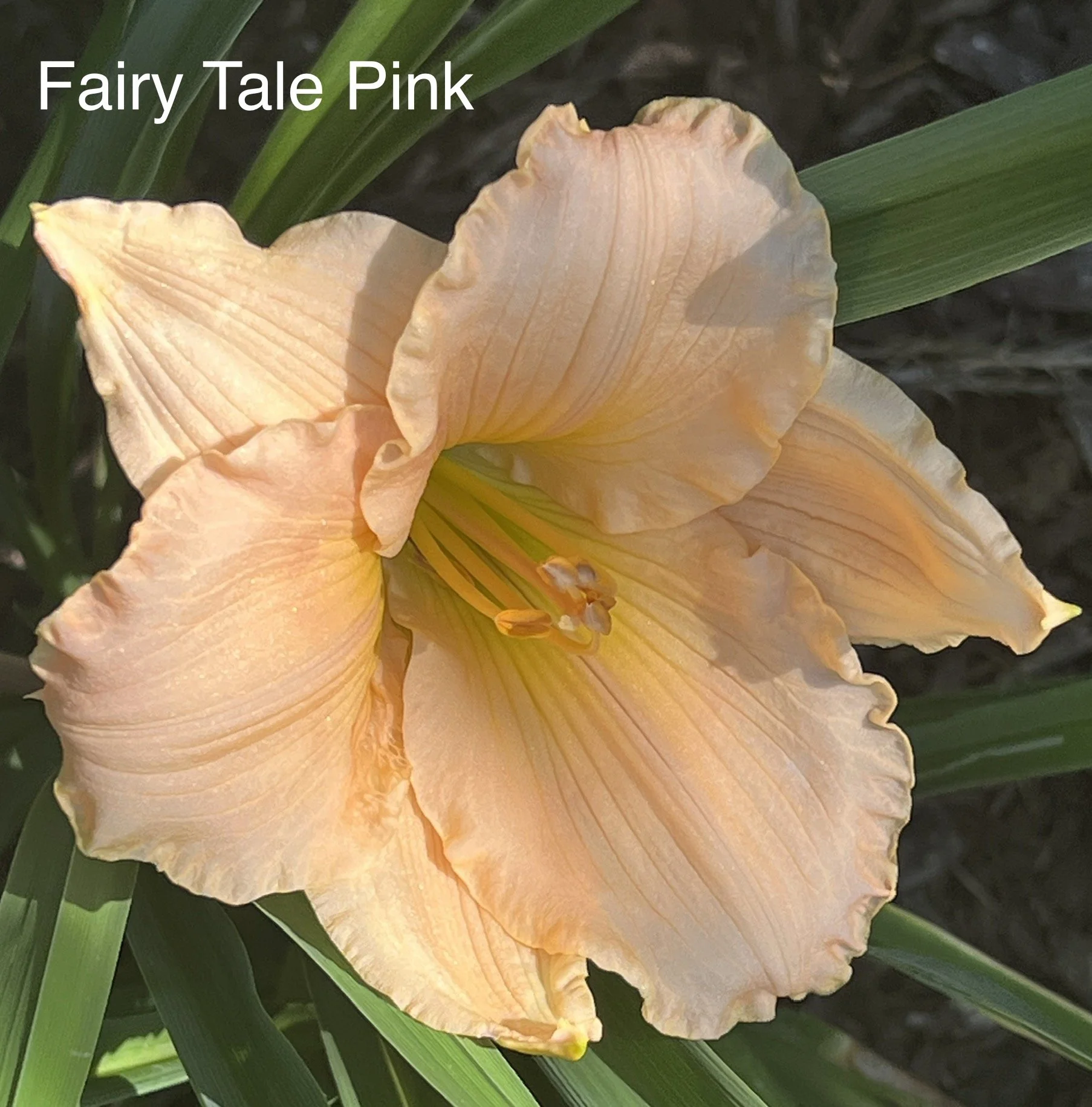 Fairy Tale Pink — Color Your World Daylily Farm