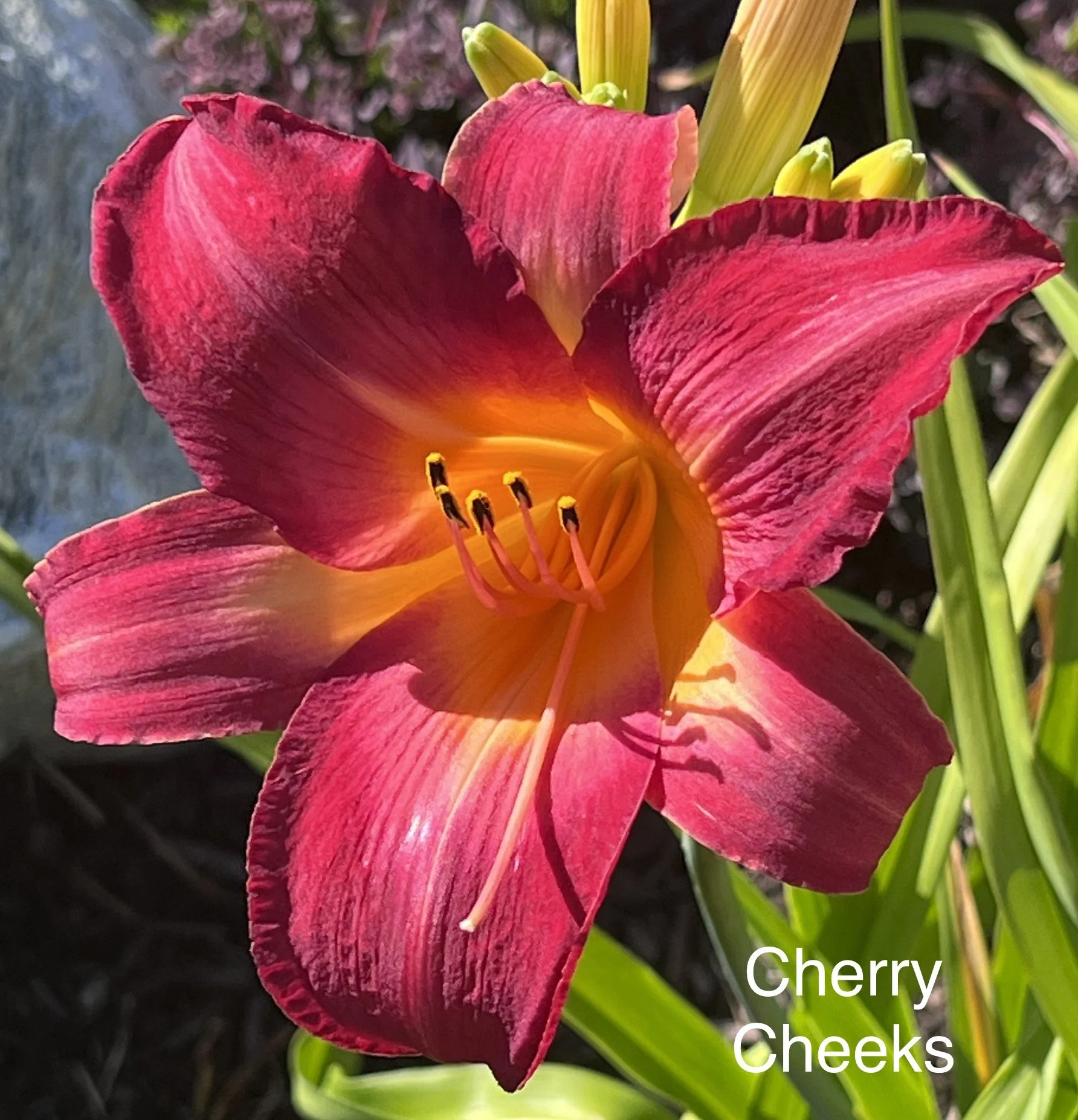 Cherry Cheeks — Color Your World Daylily Farm