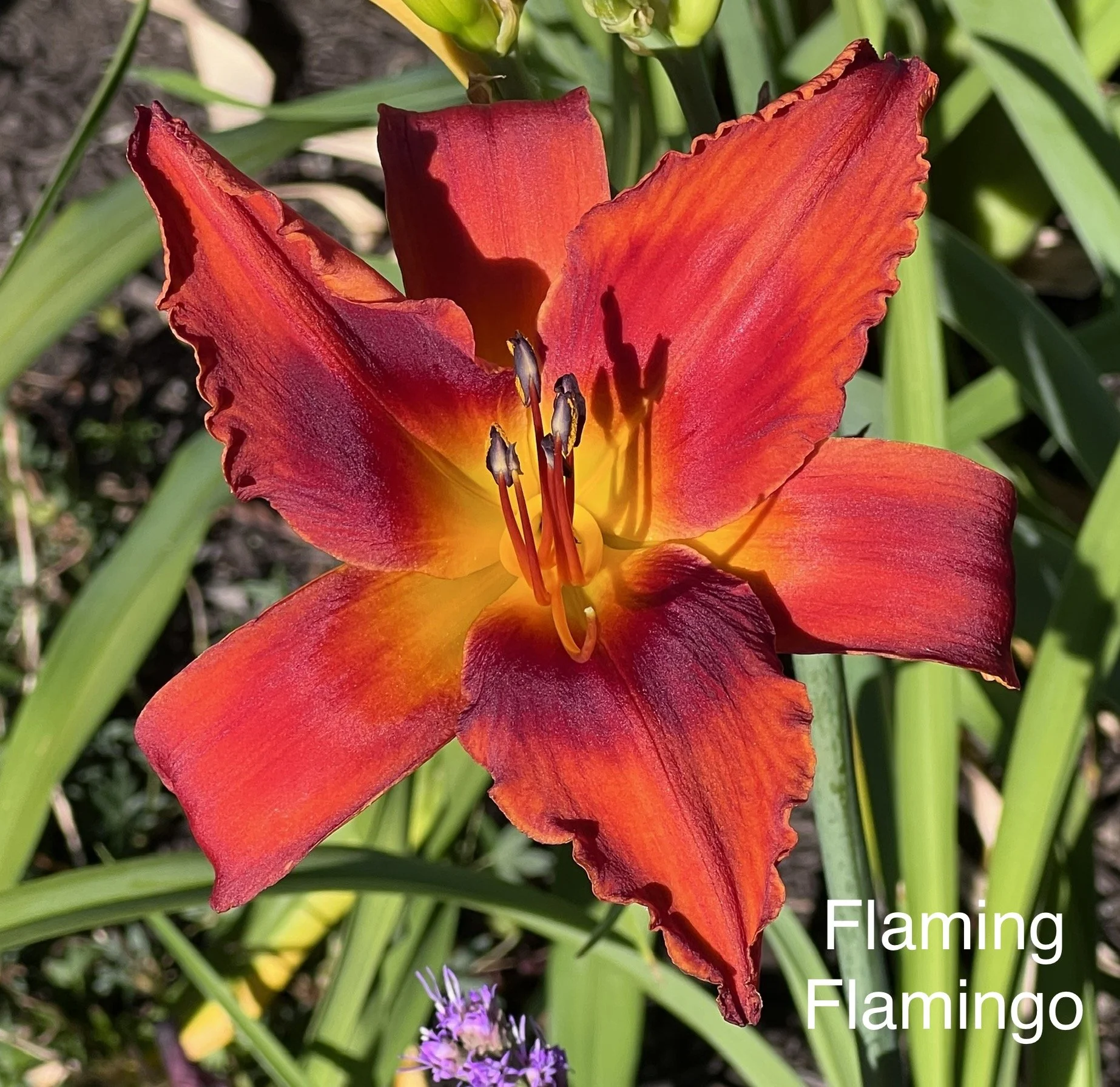 Flaming Flamingo — Color Your World Daylily Farm