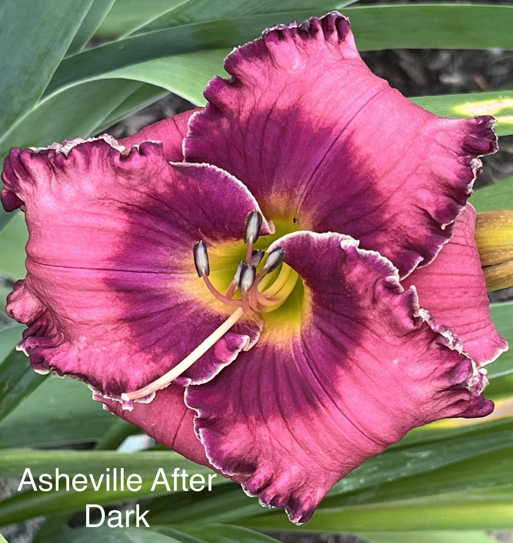 Asheville After Dark — Color Your World Daylily Farm