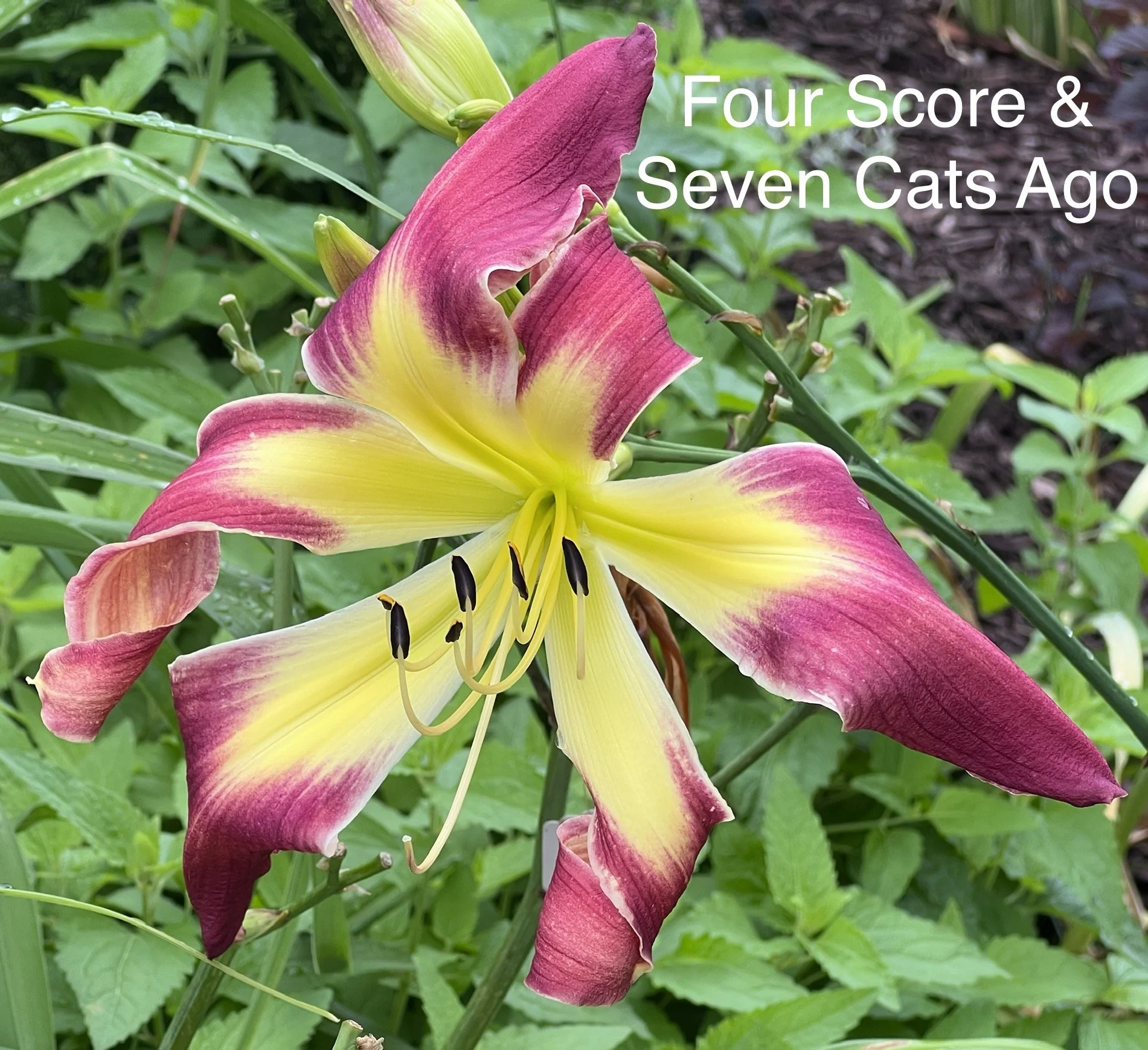 Four Score and Seven Cats Ago — Color Your World Daylily Farm