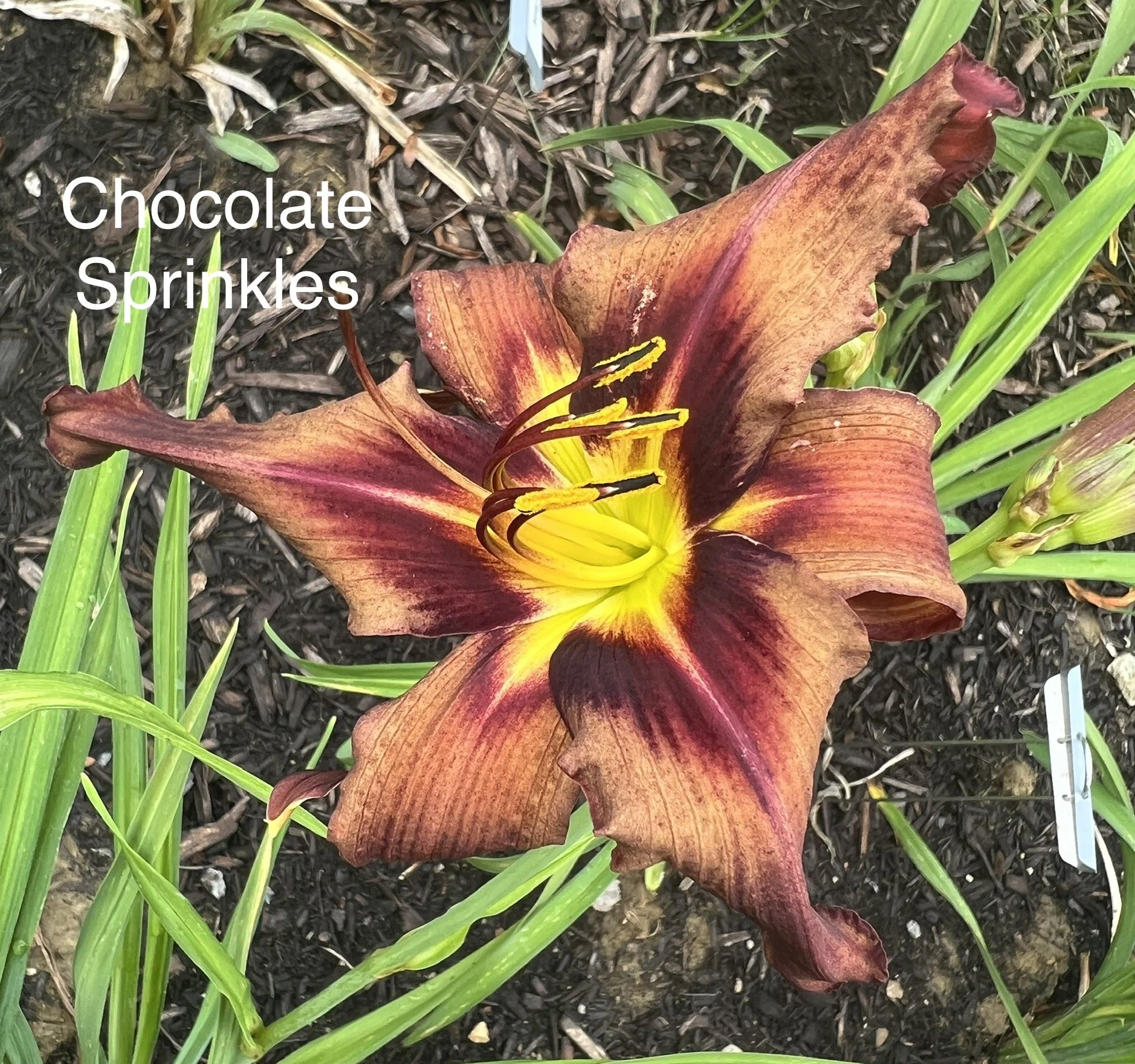 Chocolate Sparkles — Color Your World Daylily Farm