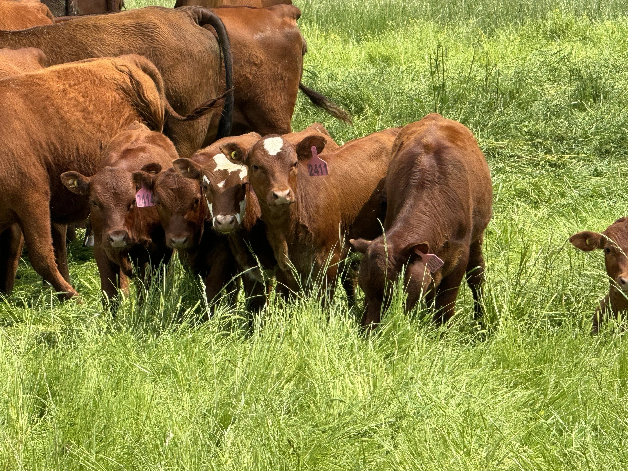 The Deena Jo Heide-Diesslin Foundation