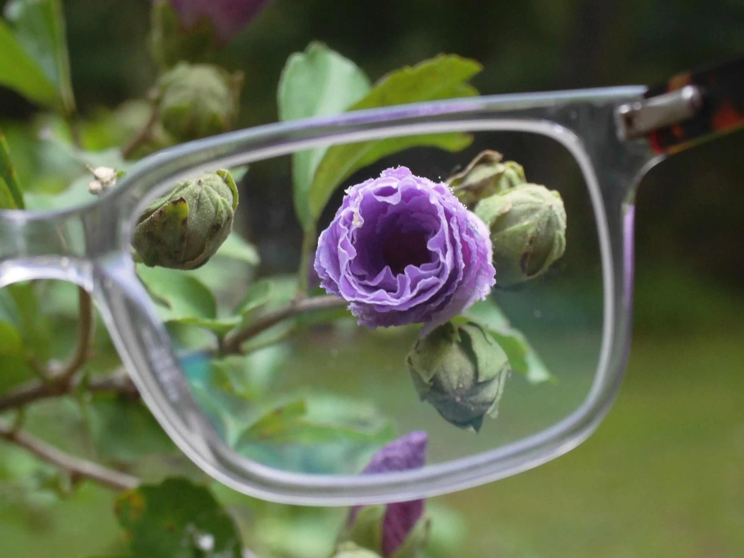 averylaurenschiavone