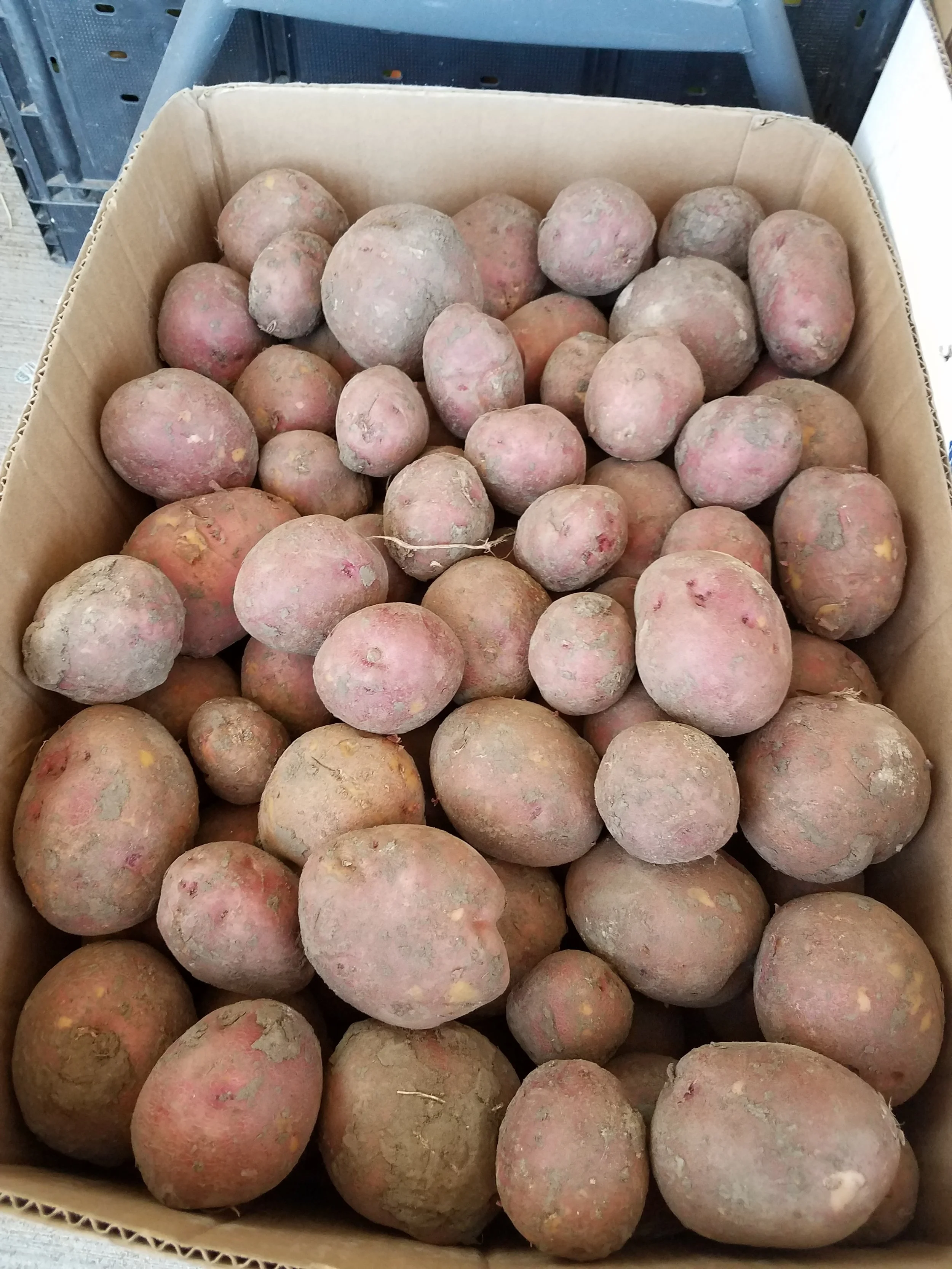 Food Dudes | Fresh Fruit & Veggies | Ancient Grains | Pantry Items ...