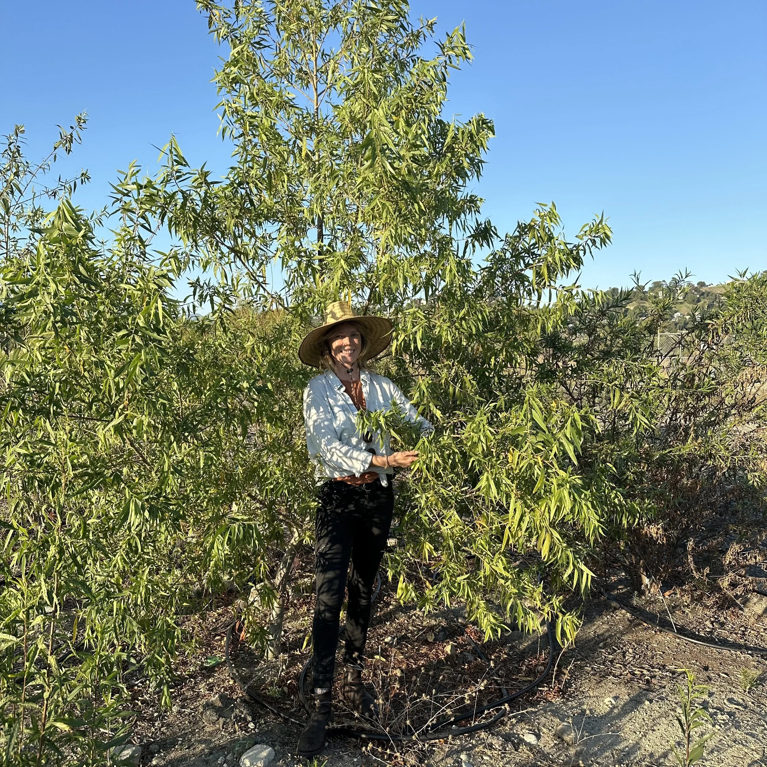 What is Ecological Remediation? — Centre for Applied Ecological Remediation