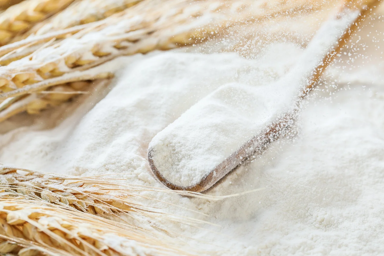 Menu — dodo dumpling