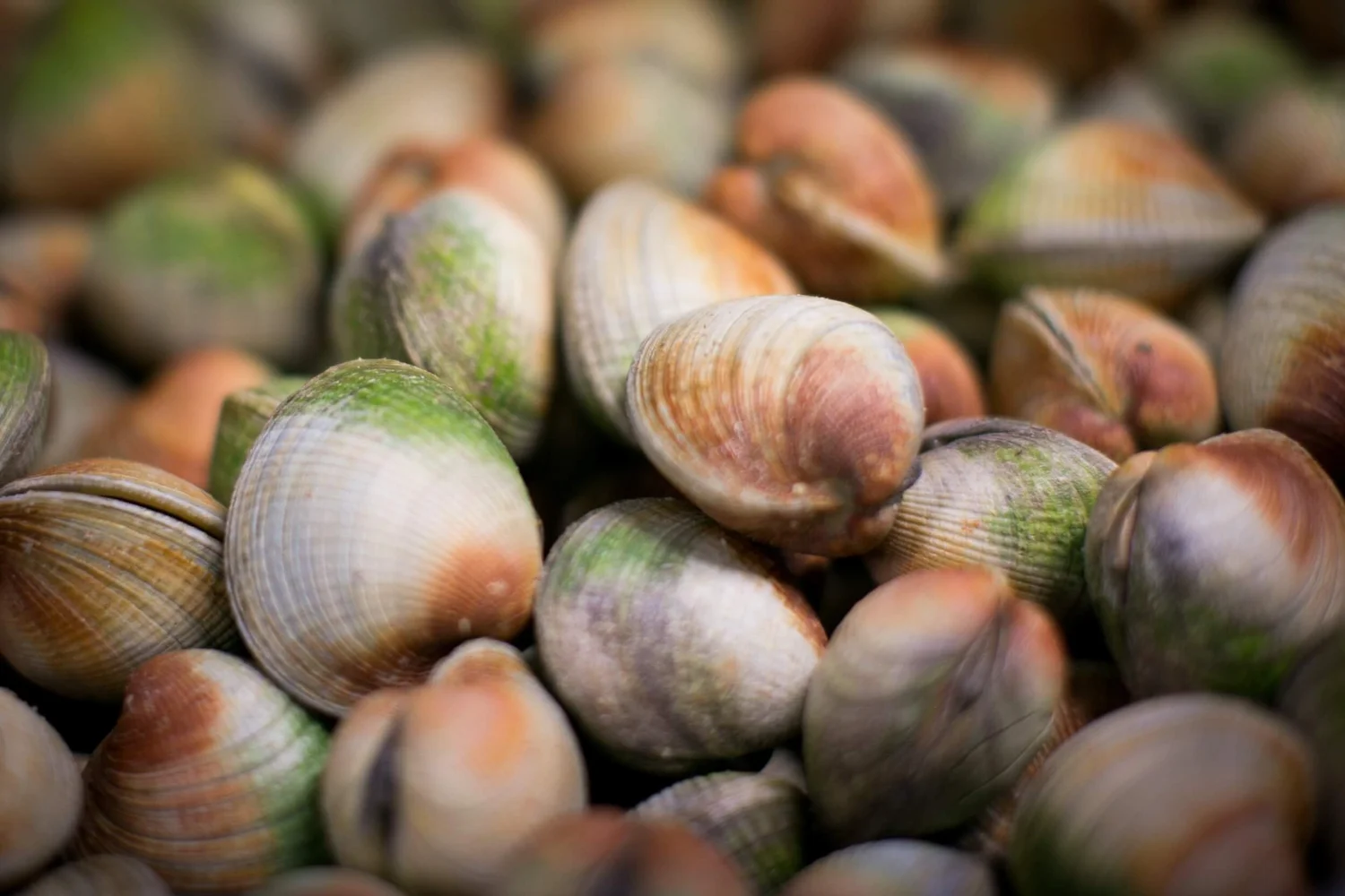 Cooked NZ Littleneck Clams | Southern Rainbow Export Seafood NZ