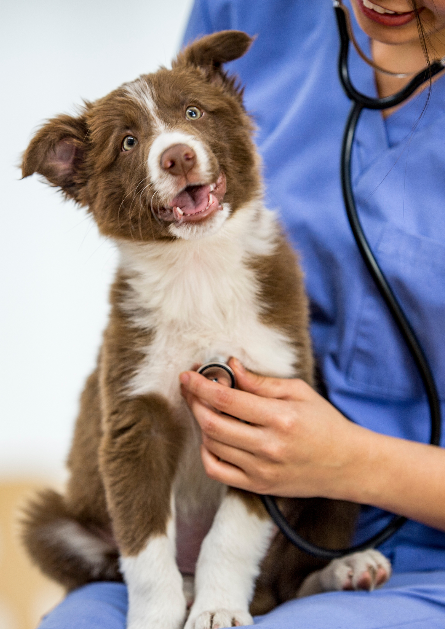 About — Value Care Vet Clinic
