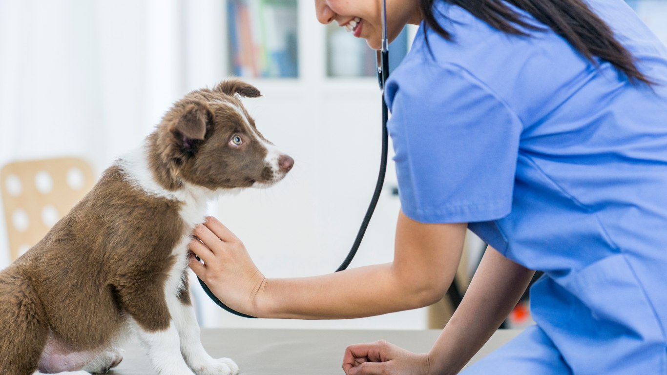 Value Care Vet Clinic
