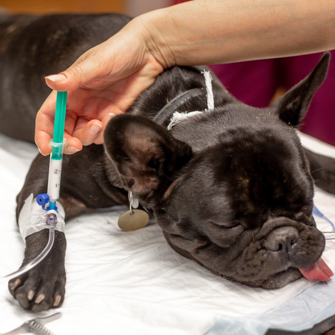 Value Care Vet Clinic