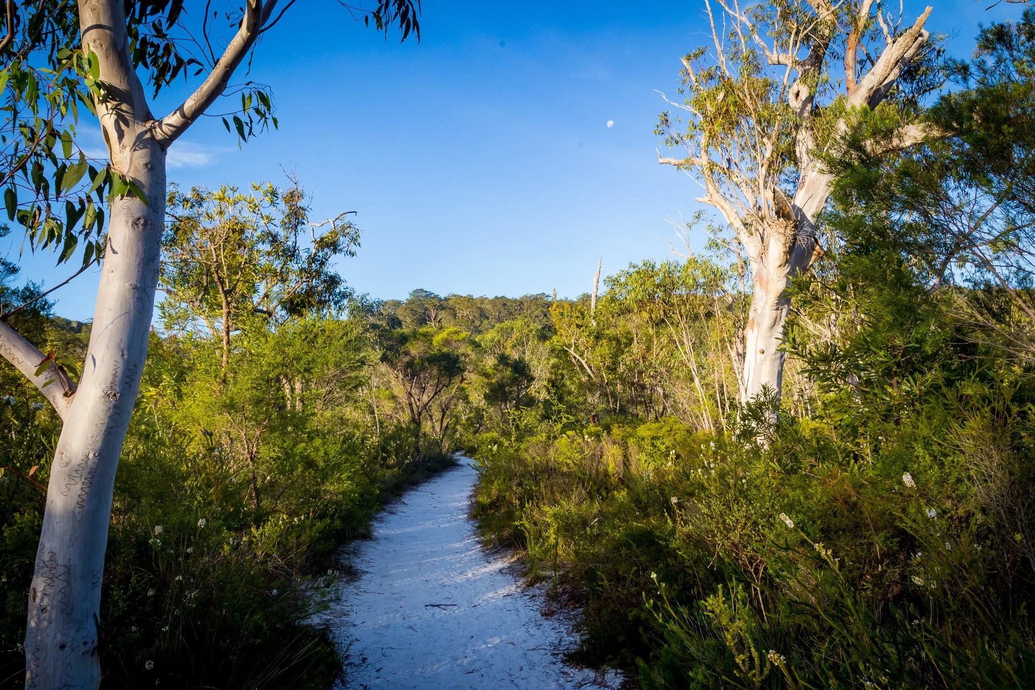 Exploring the Everglades — Noosa Everglades - The River of Mirrors