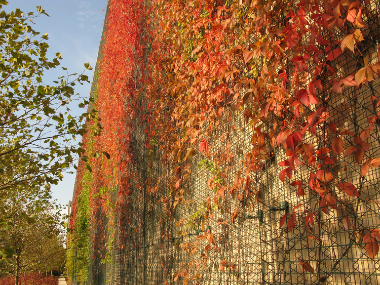 Green Roofs for Healthy Cities