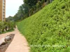 About Green Walls — Green Roofs for Healthy Cities