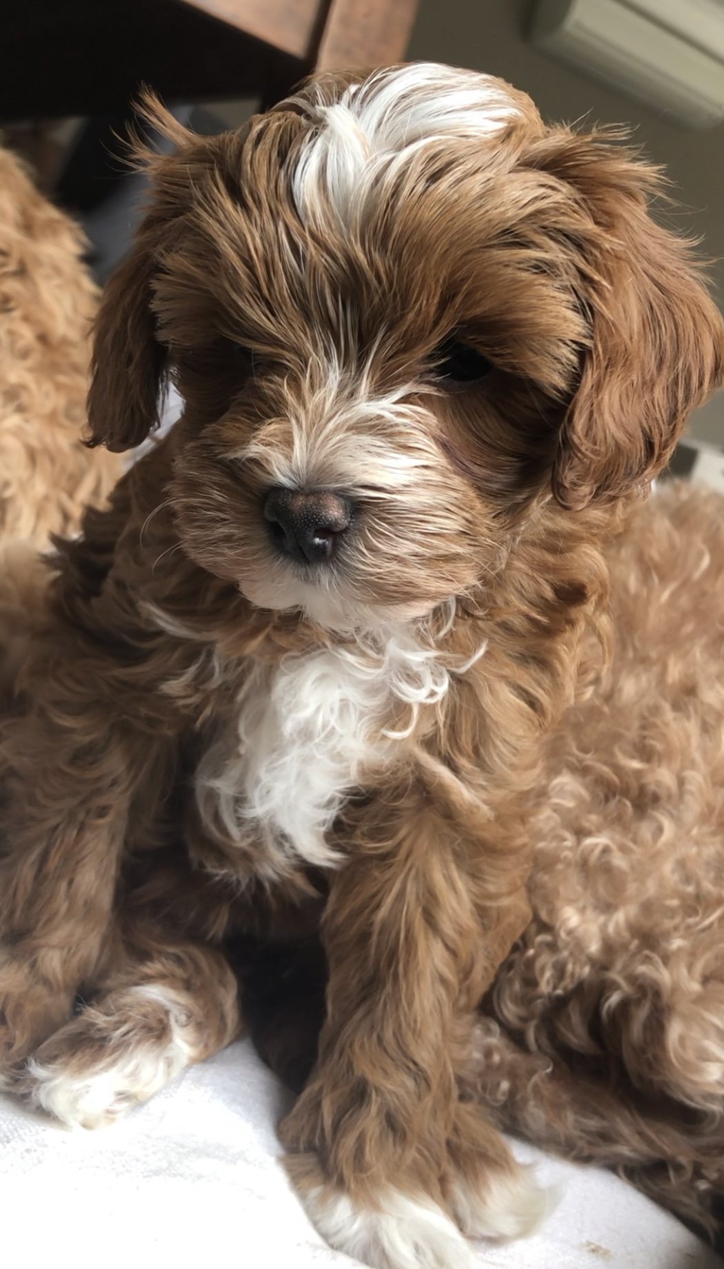 OUR DOGS — Cavoodles Tasmania