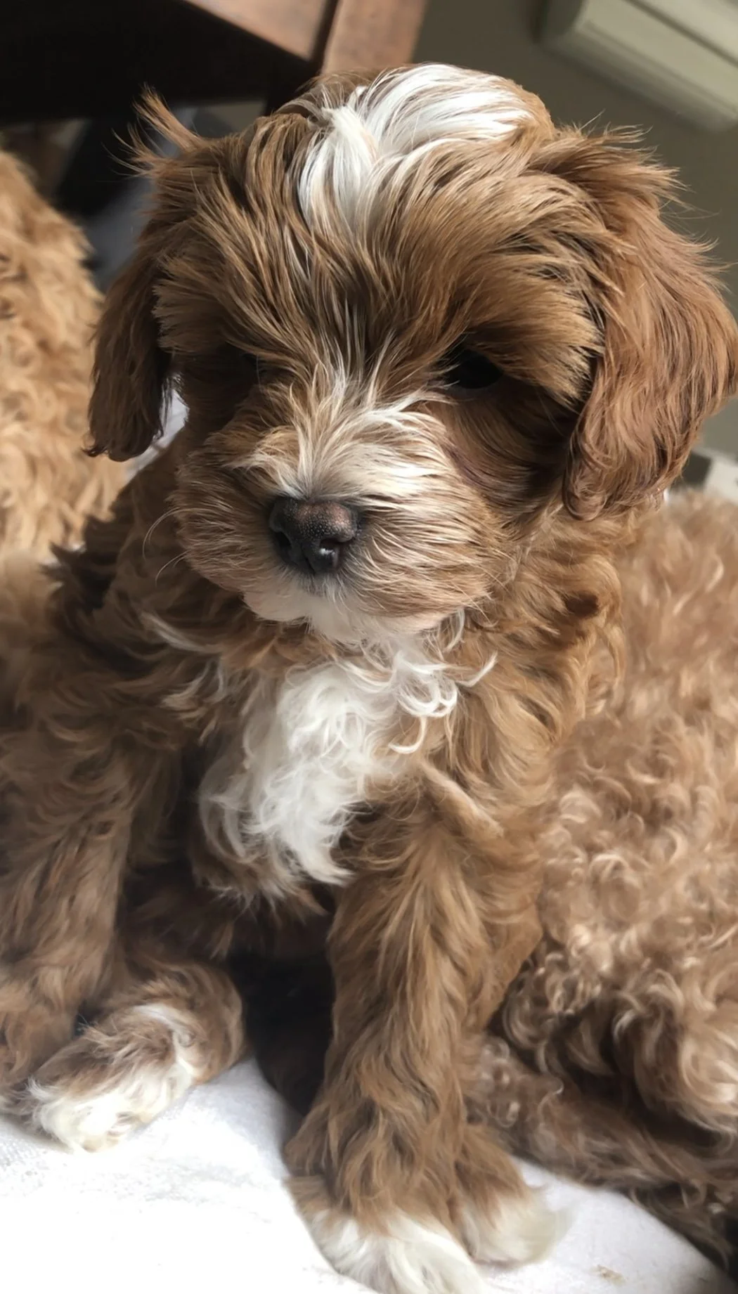 OUR DOGS — Cavoodles Tasmania
