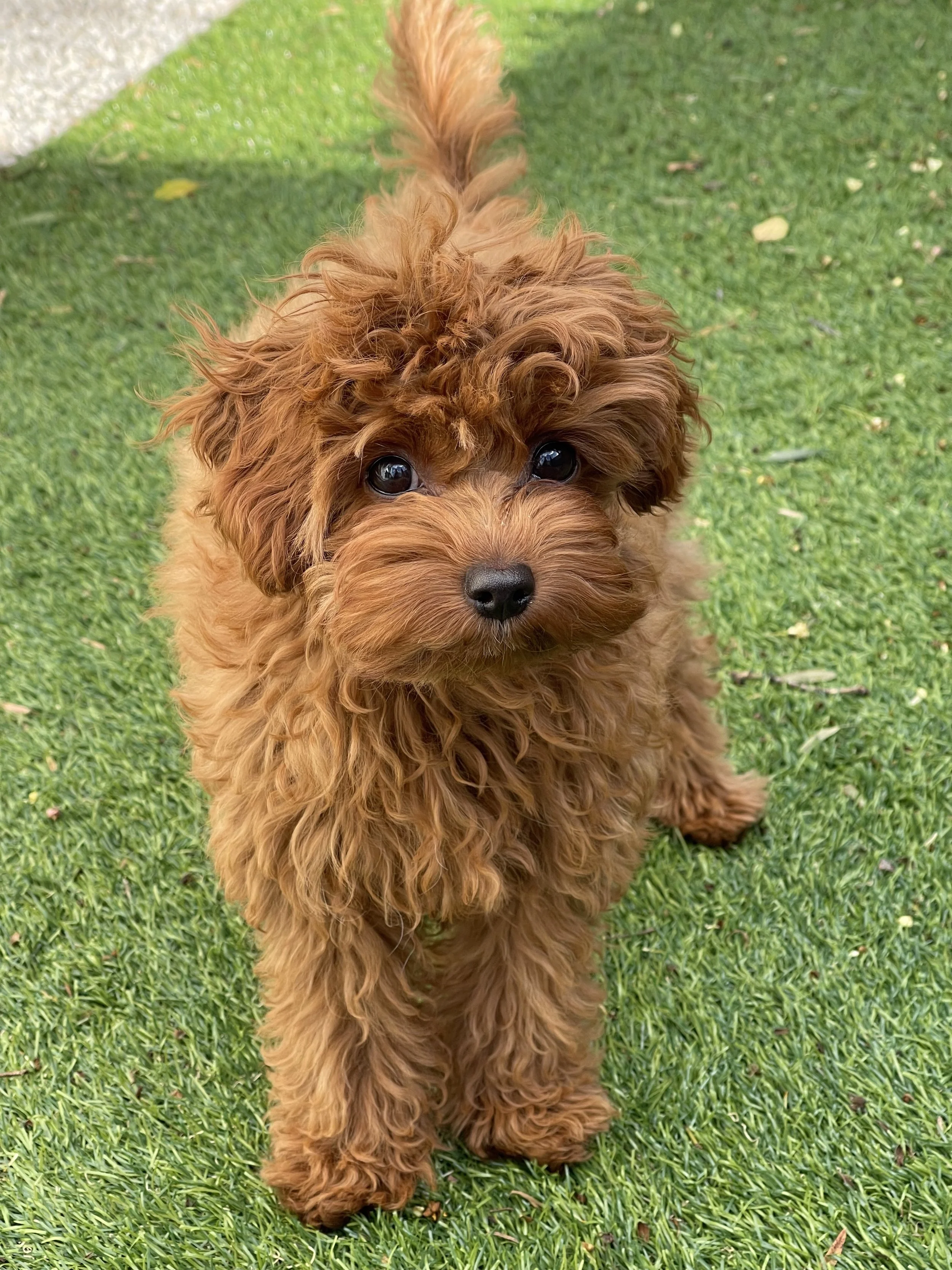 OUR DOGS — Cavoodles Tasmania