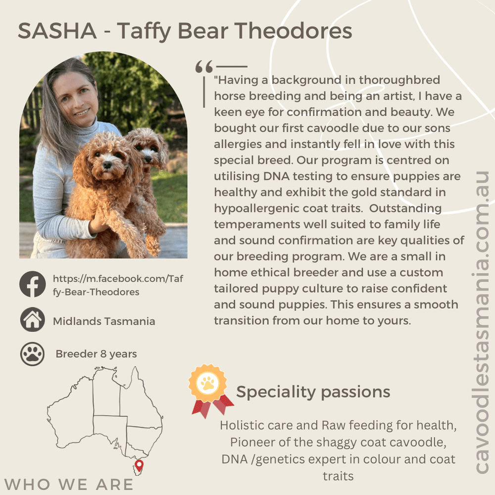ABOUT — Cavoodles Tasmania