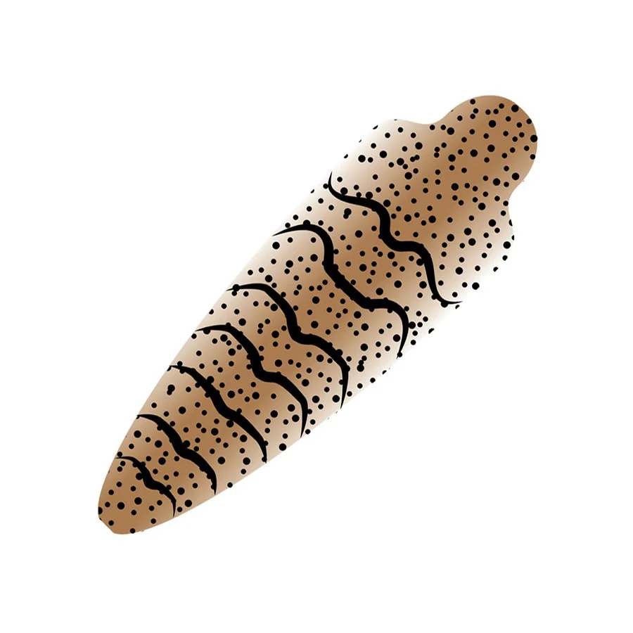 Shrimp Shells "WOE" — Pro Sportfisher