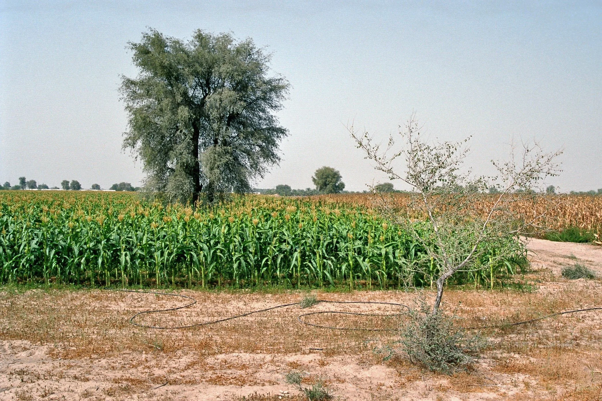 The Making of Monoculture: A Global History