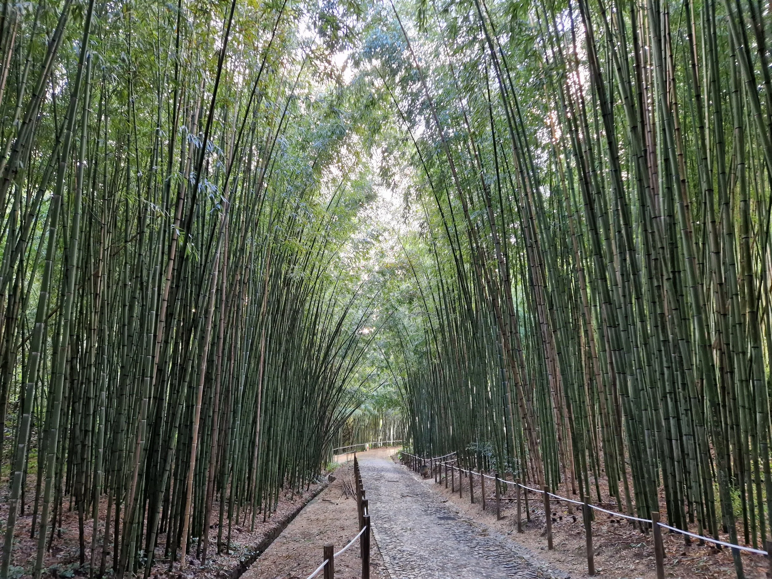 The Making of Monoculture: A Global History