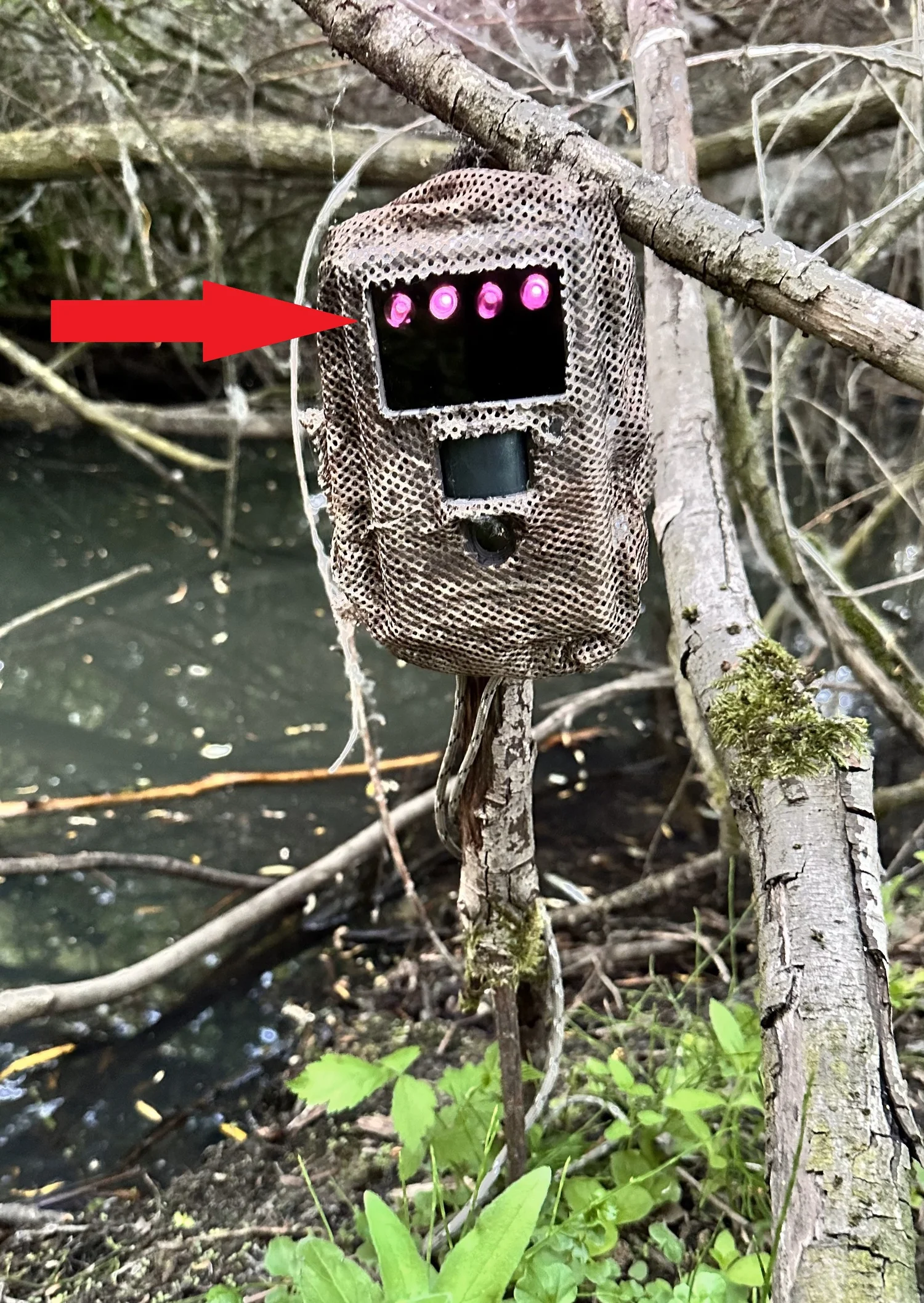 Gebruik van wildcamera`s — Natuurverhaal.nl