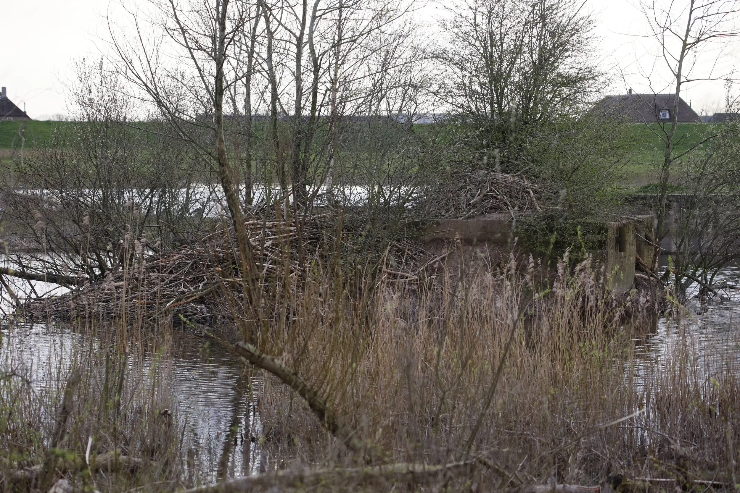 Waarom bevers dammen bouwen — Natuurverhaal.nl