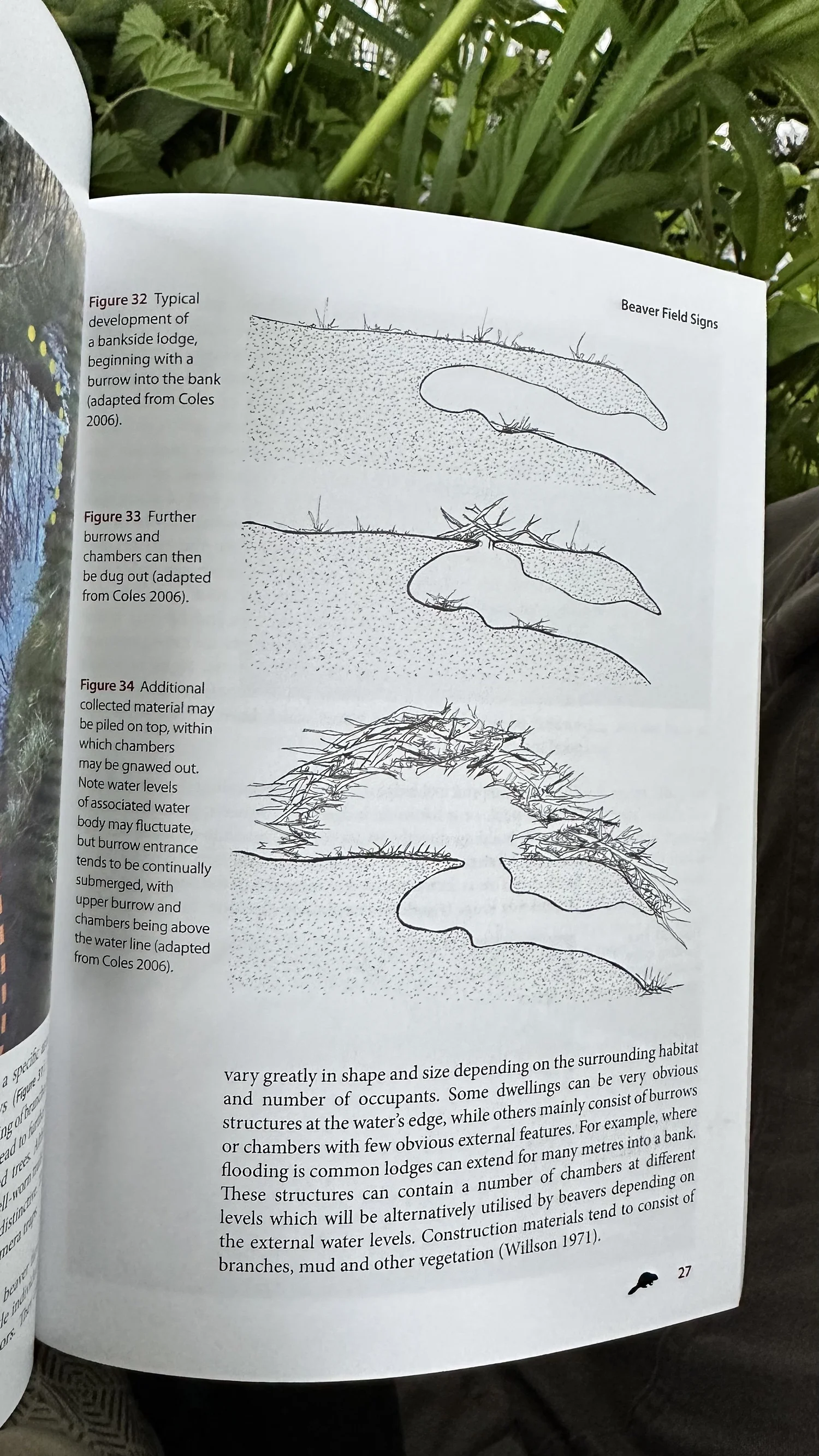 Waarom bevers dammen bouwen — Natuurverhaal.nl