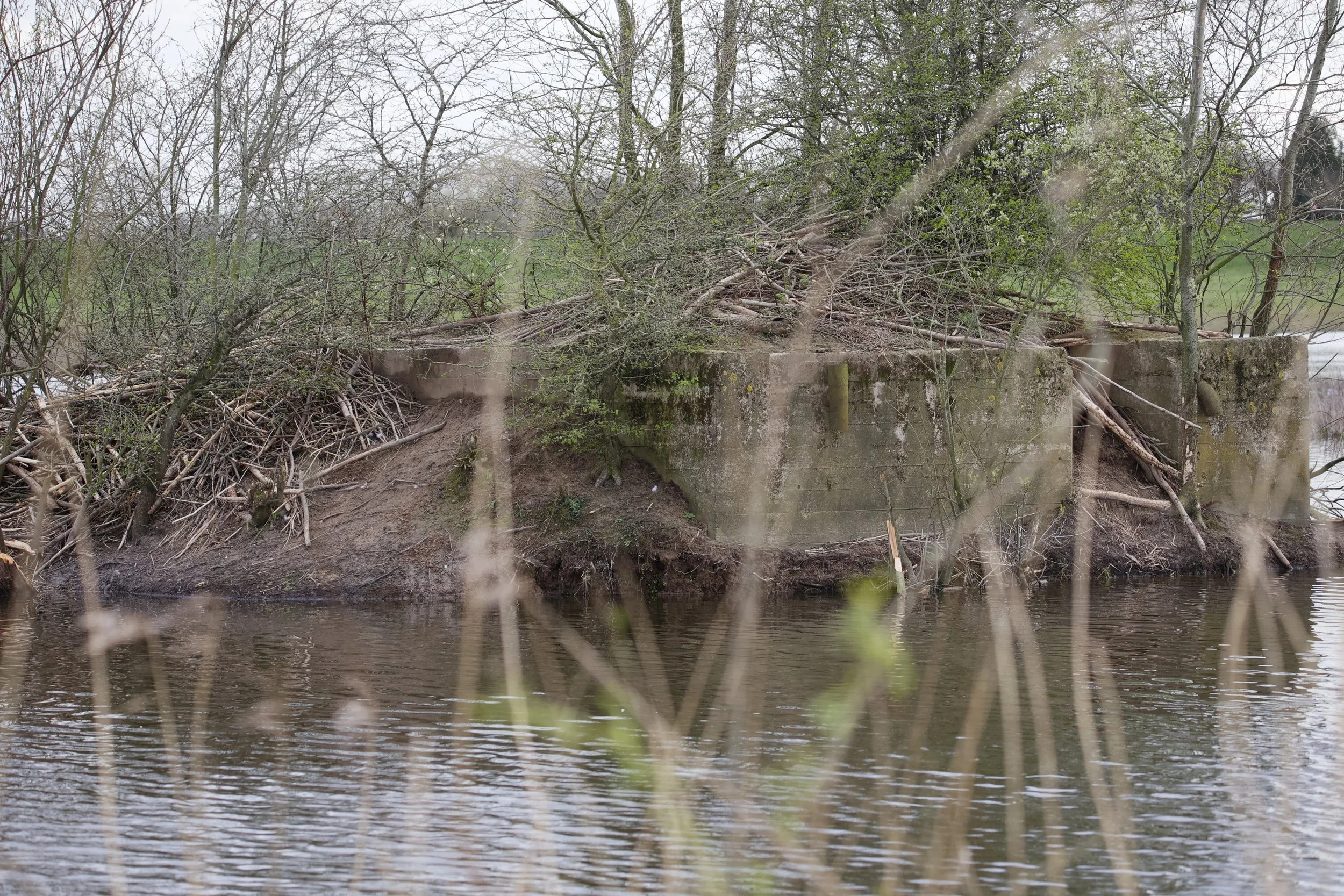 Waarom bevers dammen bouwen — Natuurverhaal.nl