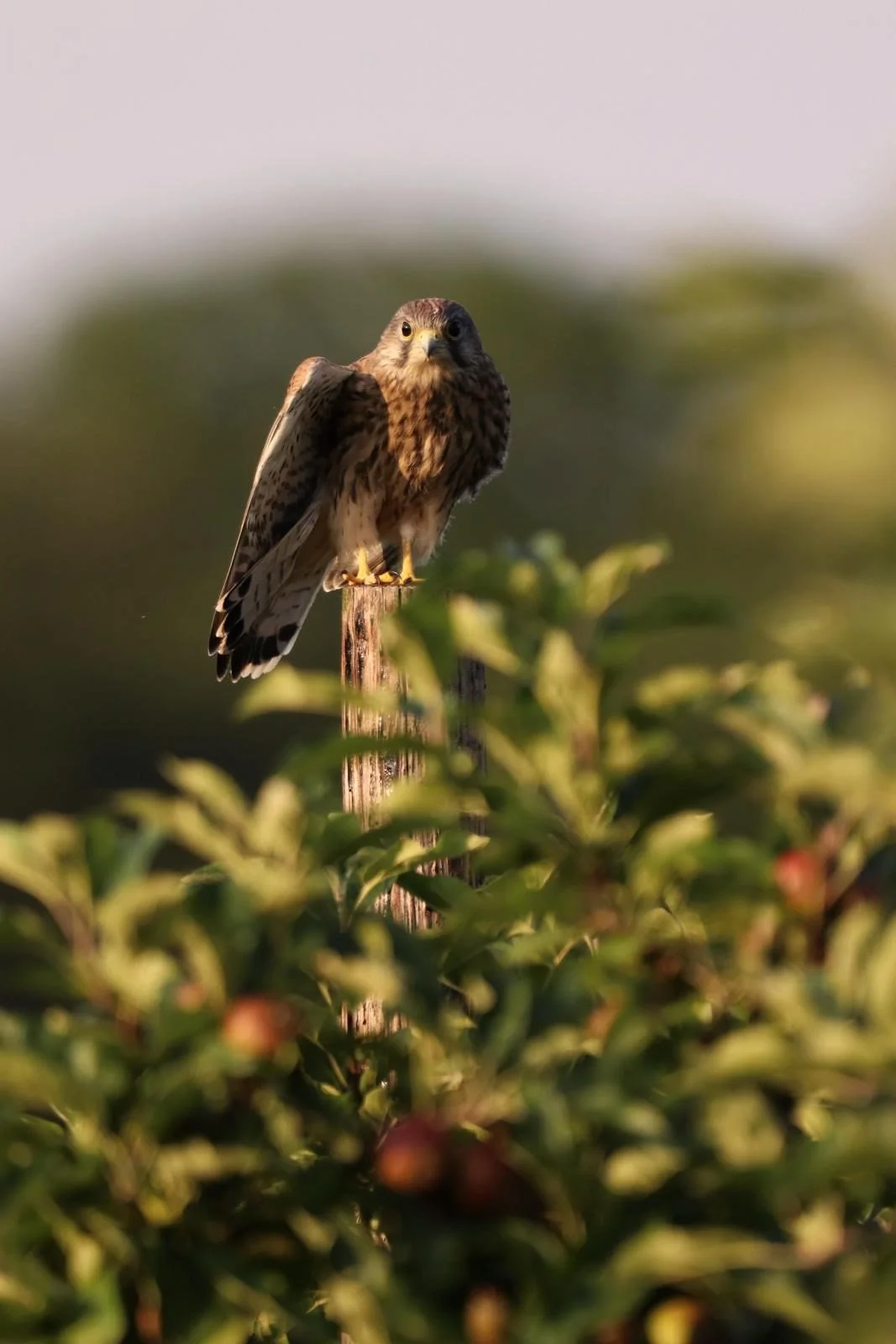 Philips Fruittuin - home