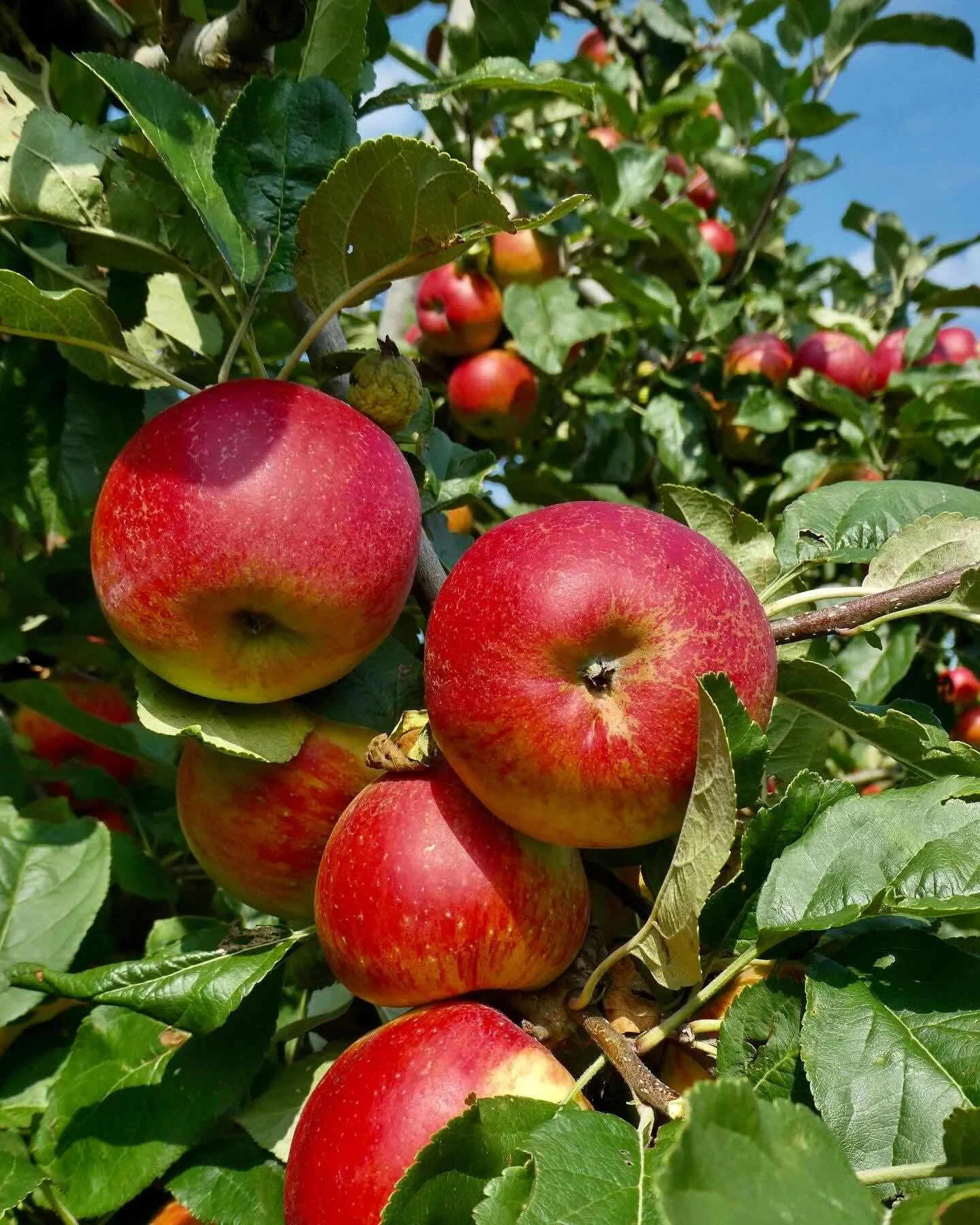 Philips Fruittuin - home