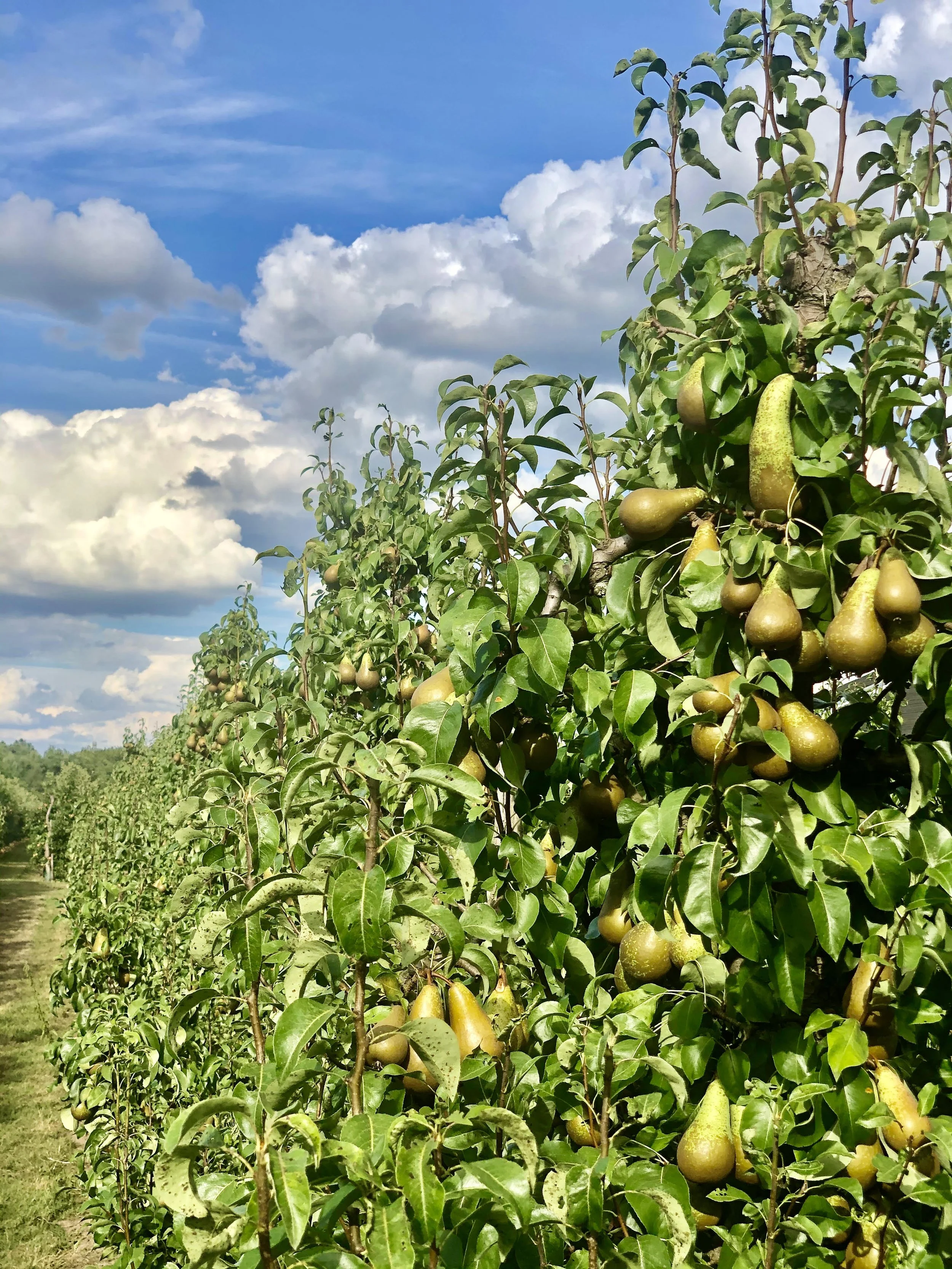 Philips Fruittuin - home