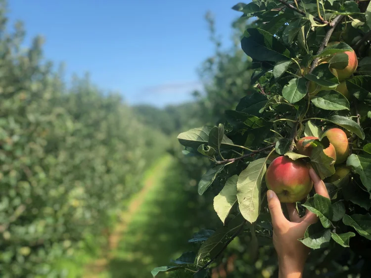 Philips Fruittuin - home