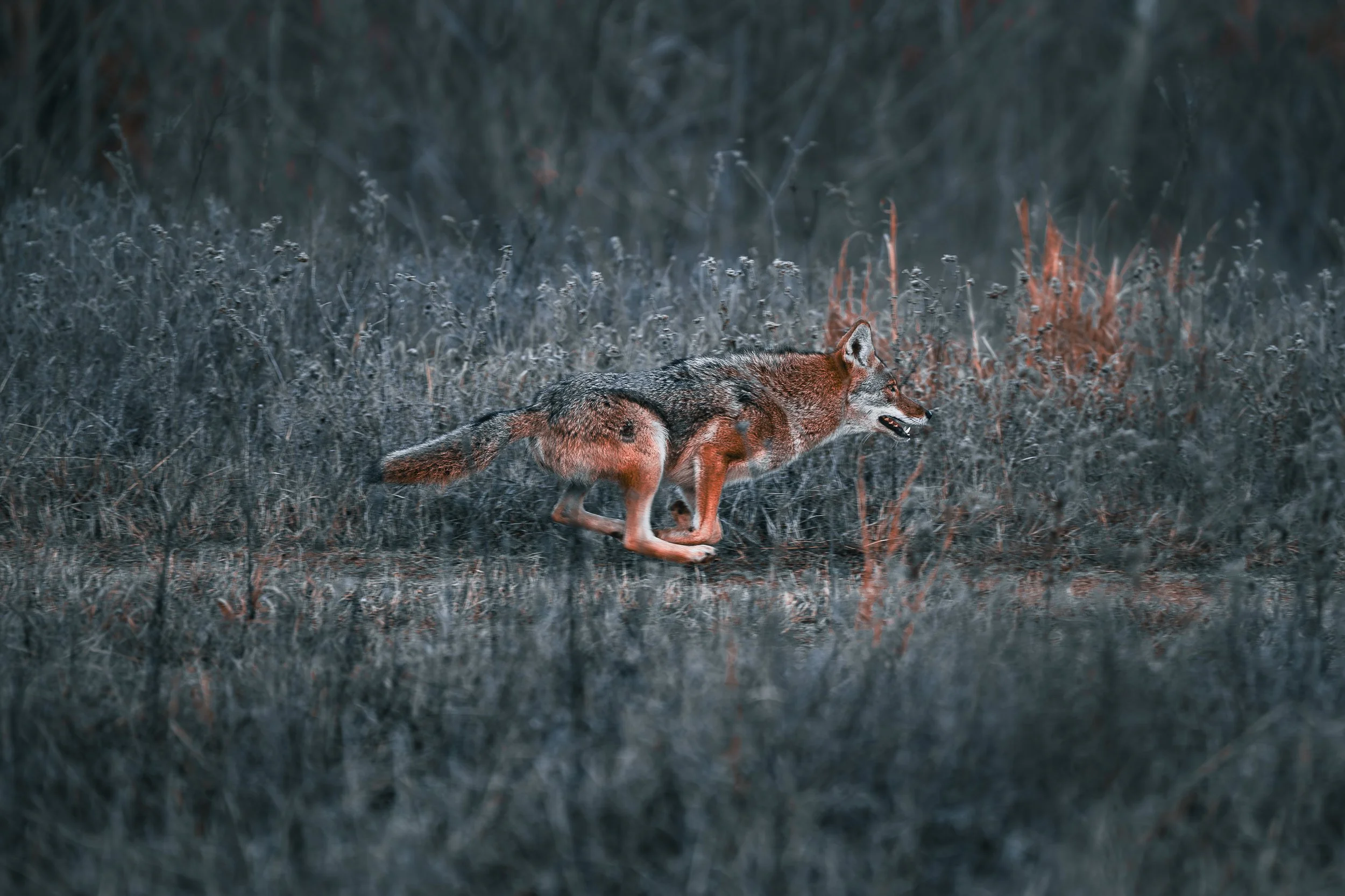 Wildlife, Nature & Landscapes — Tyler Stanley Photography