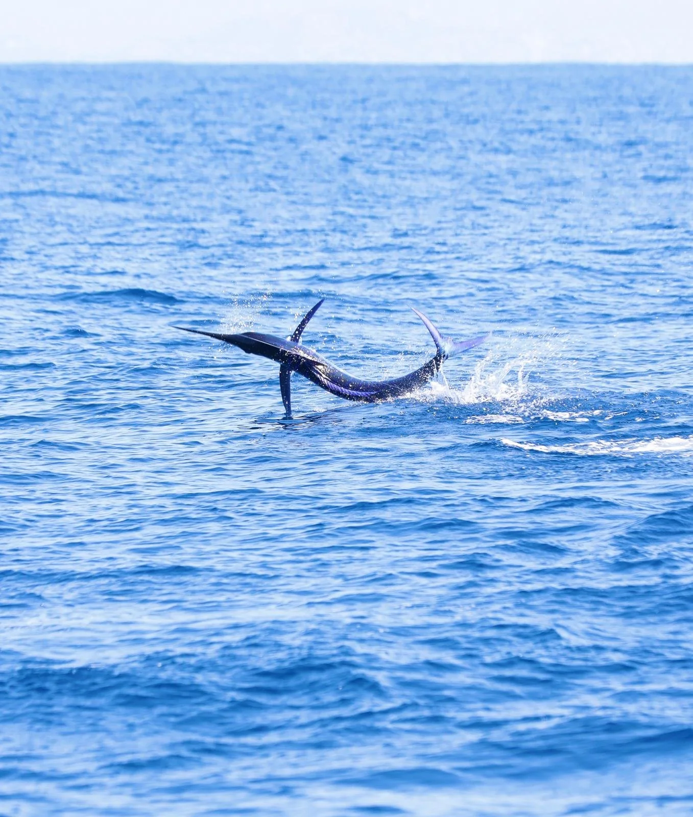 Top Anglers Charters | Best Cabo Sportfishing